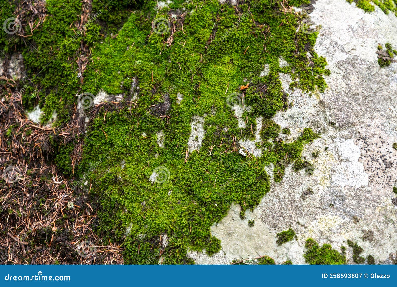 Bright Green Moss on a Stone in the Forest. Abstract Nature Forest ...