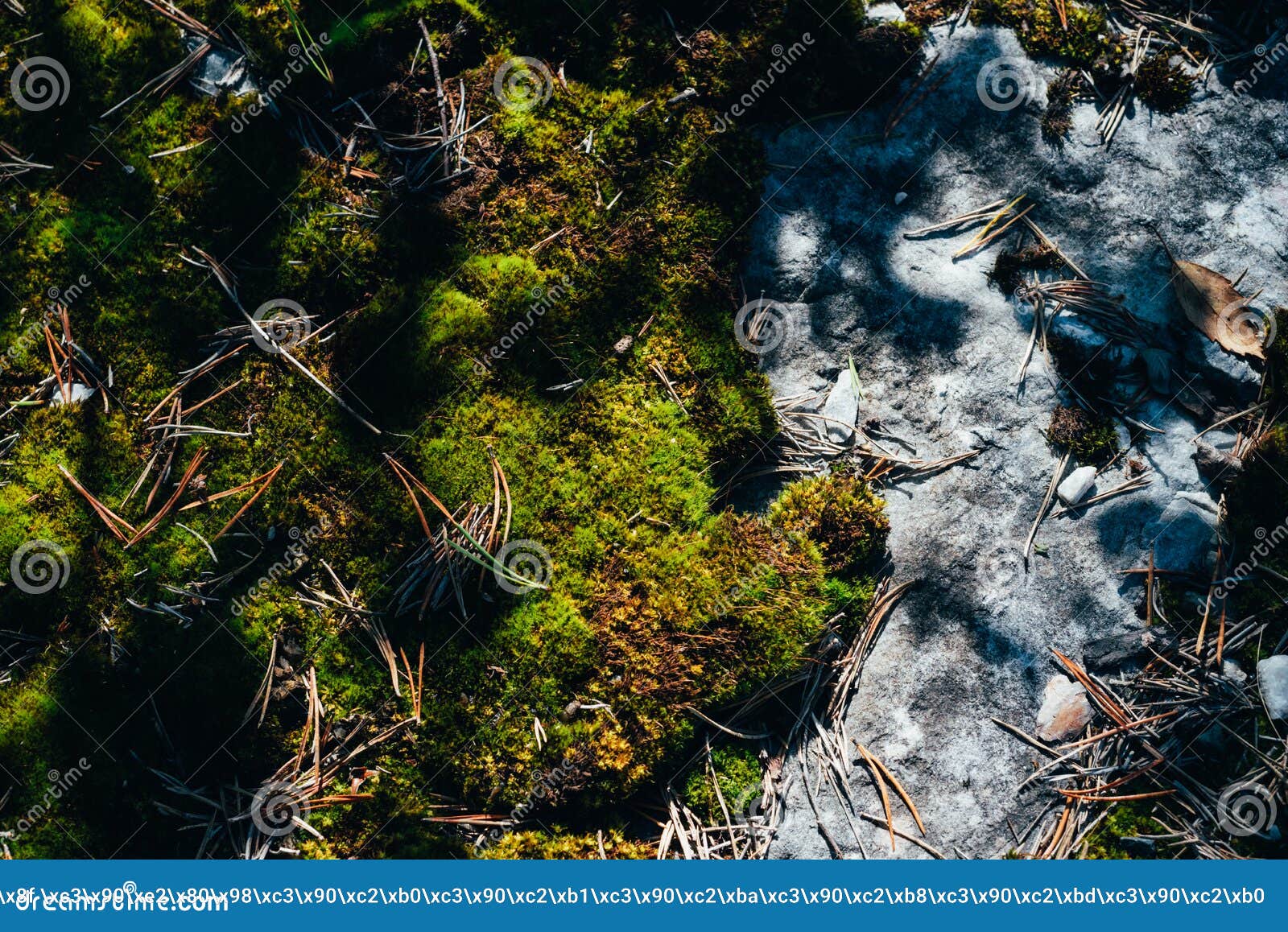 Bright Green Moss on the Stone, Natural Textures Stock Image - Image of ...