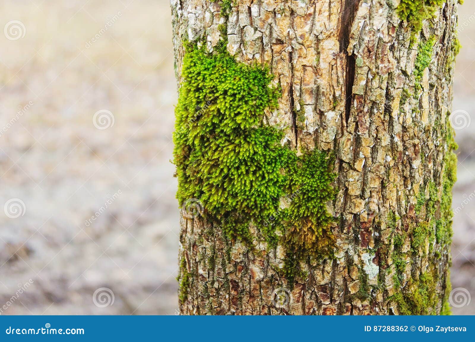 Bright Green Moss on Tree Trunk Stock Photo - Image of color, design ... Bright Green Moss on Tree Trunk Stock Photo - Image of color, design ...