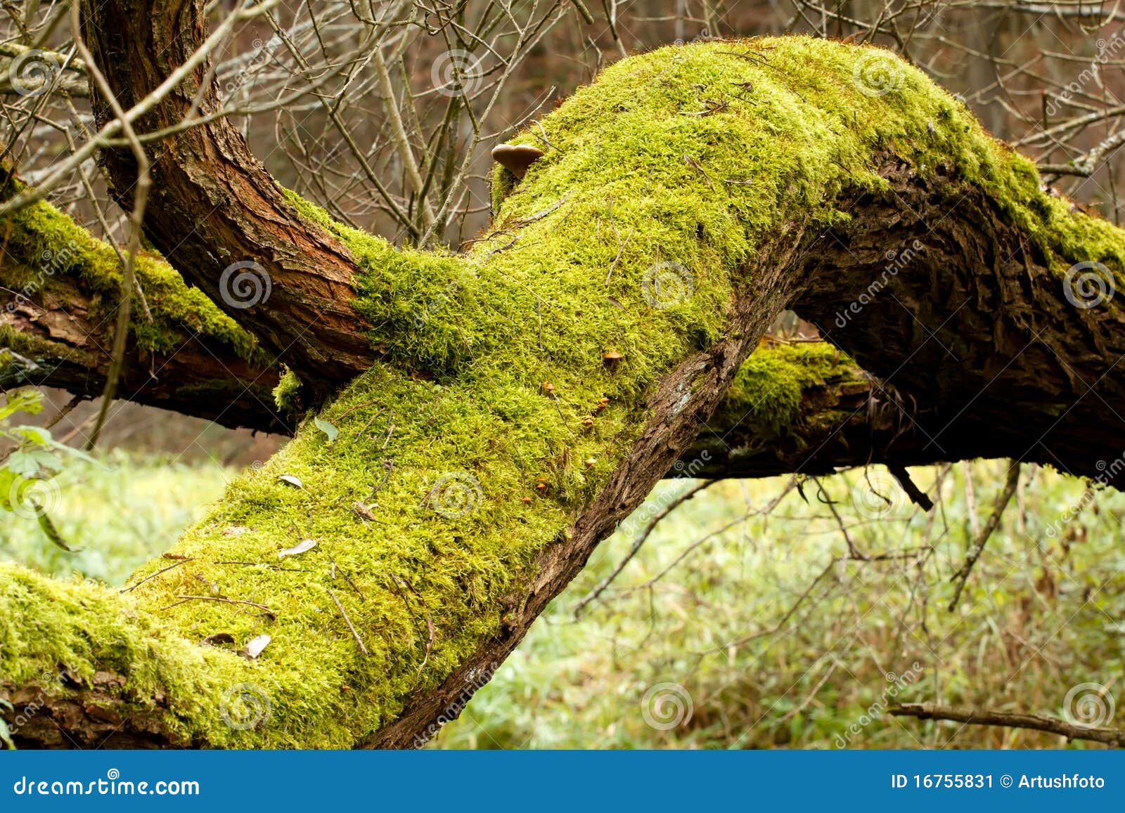 Bright Green Moss on Tree Trunks Stock Image - Image of bryophyta ...