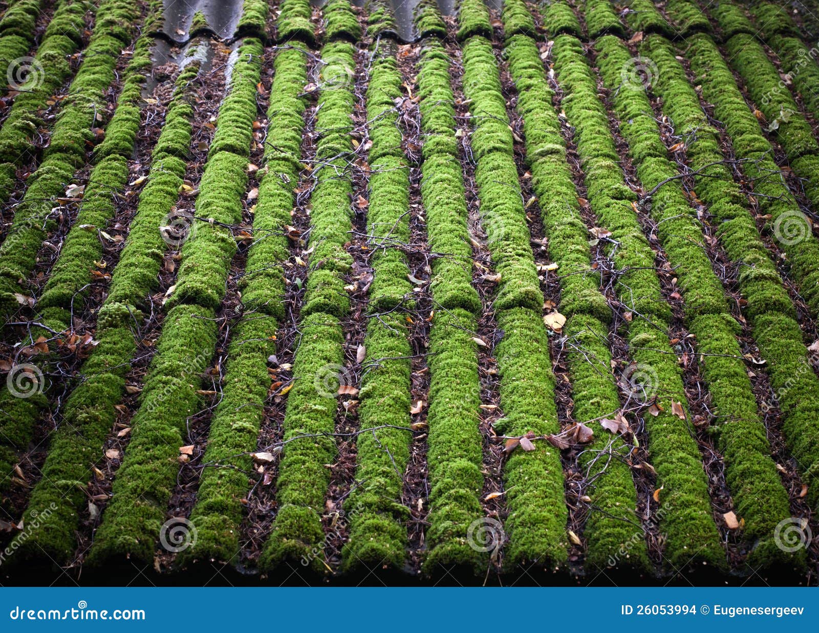 Bright green of mossy roof stock photo. Image of exterior - 26053994