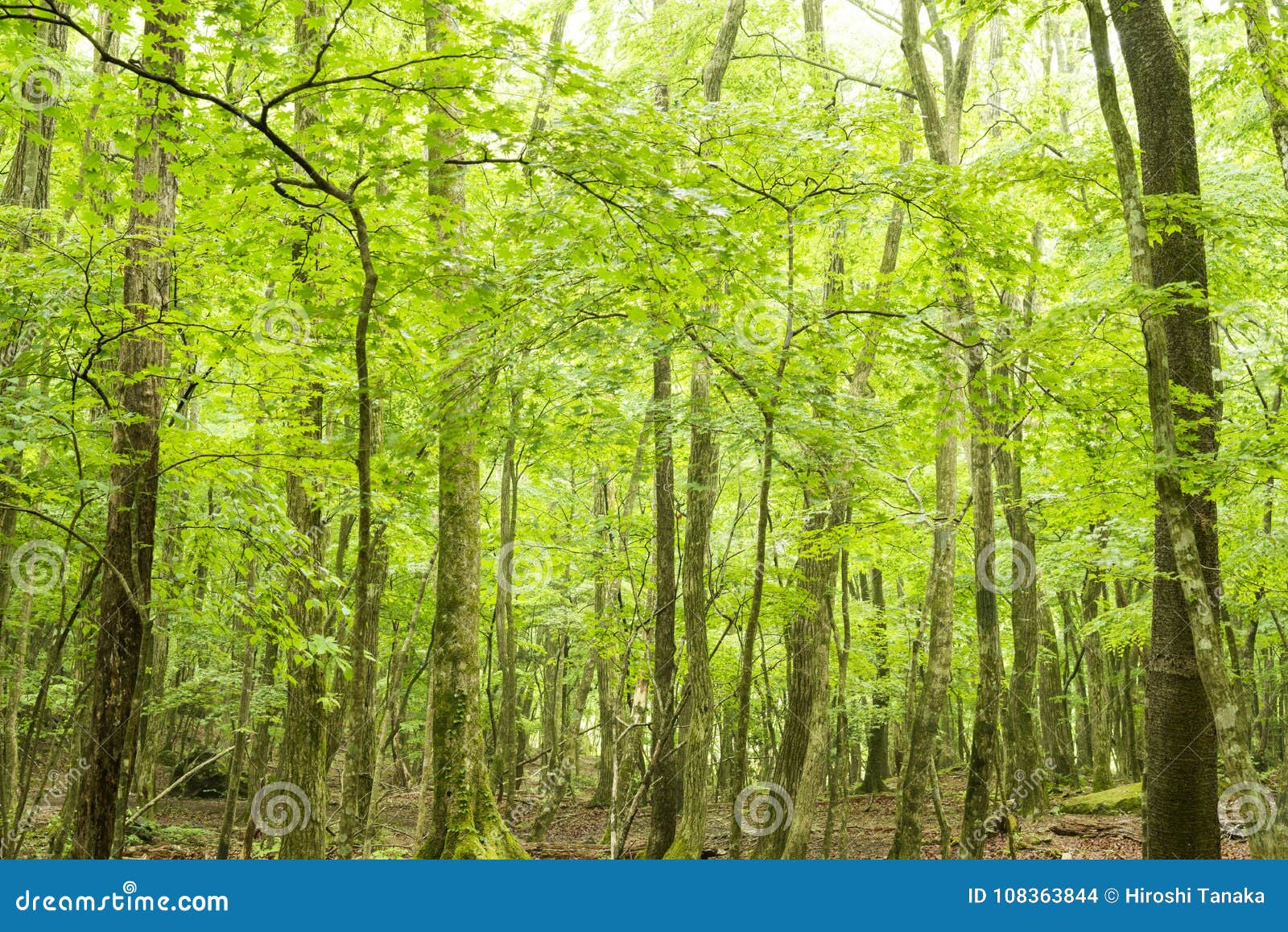 Bright green native forest stock photo. Image of deciduous - 108363844