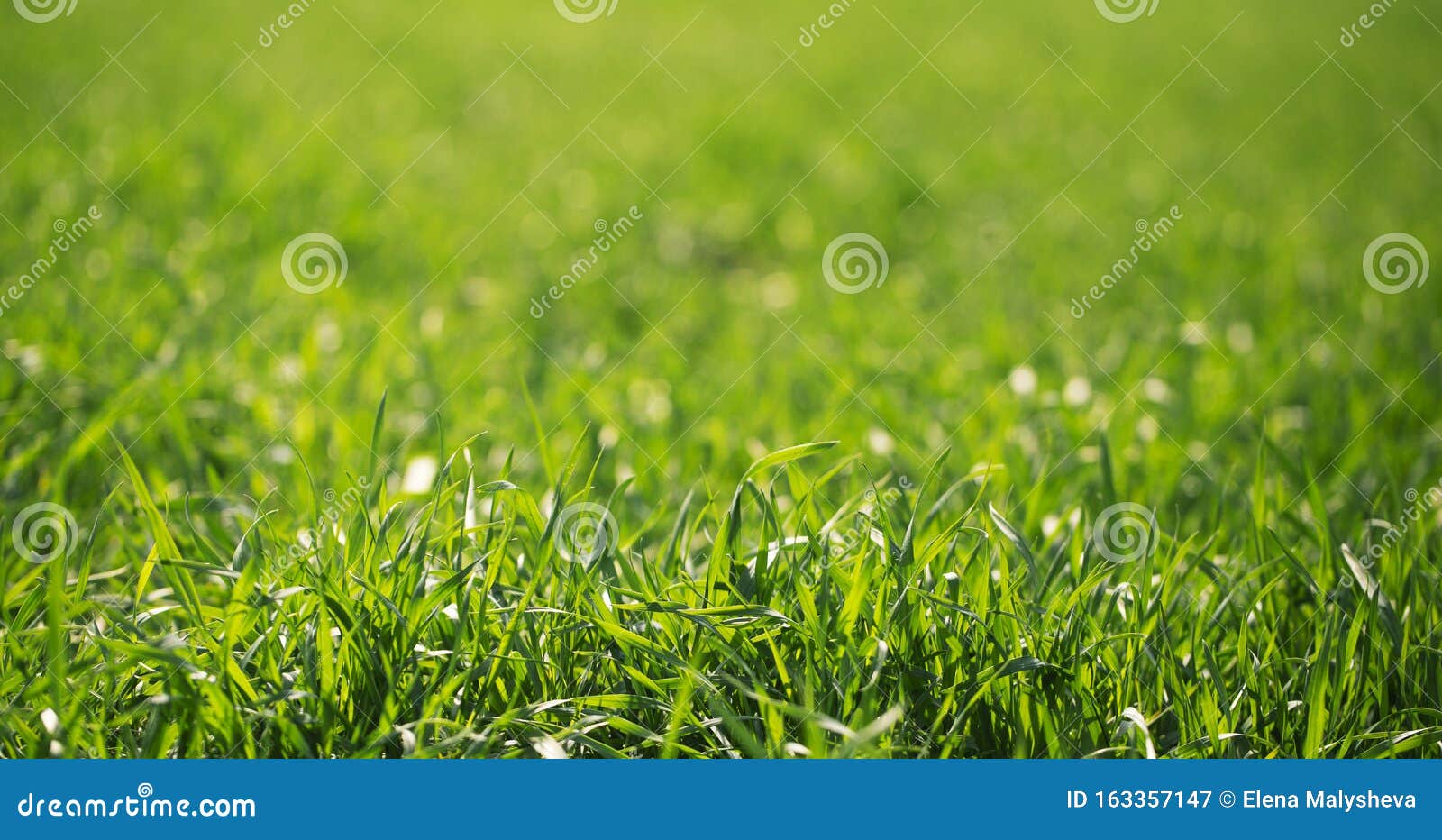 Bright Green Natural Grass in the Sunlight Stock Image - Image of ...