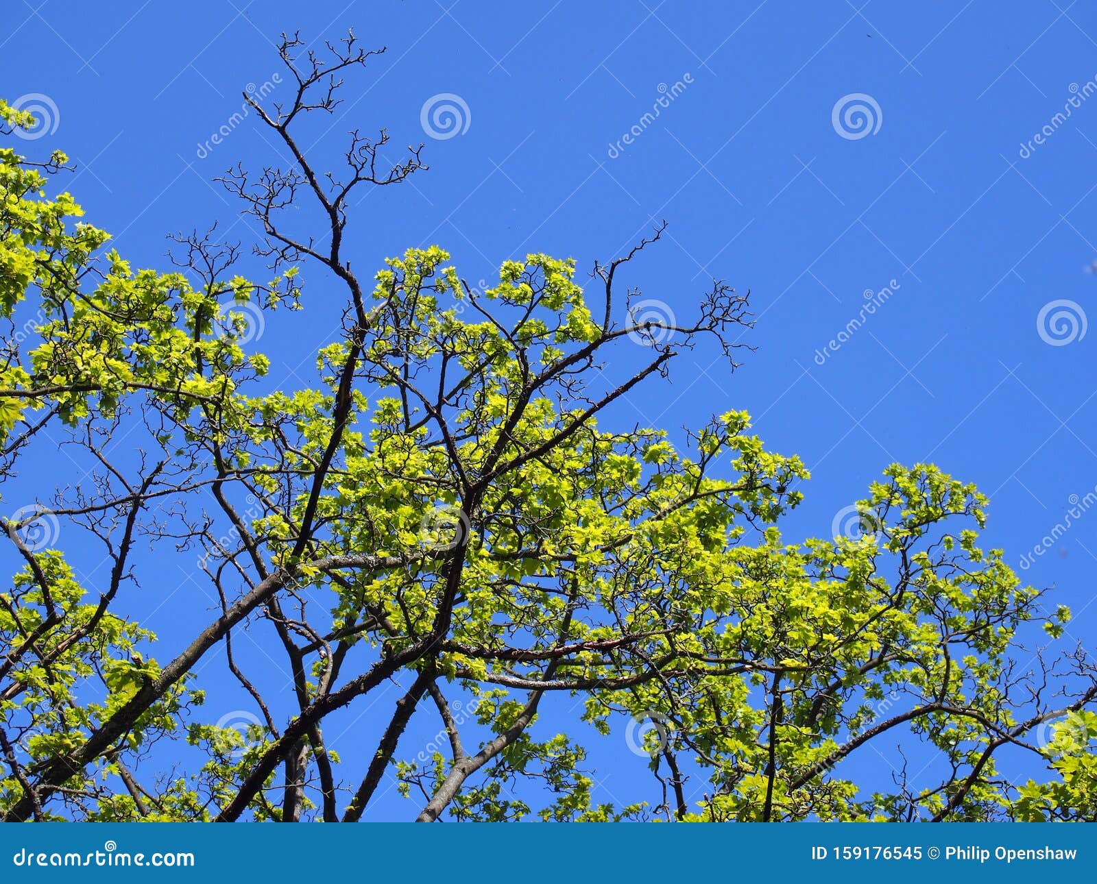 Bright Green New Spring Leaves Growing on the Branches of a Beech Tree ...