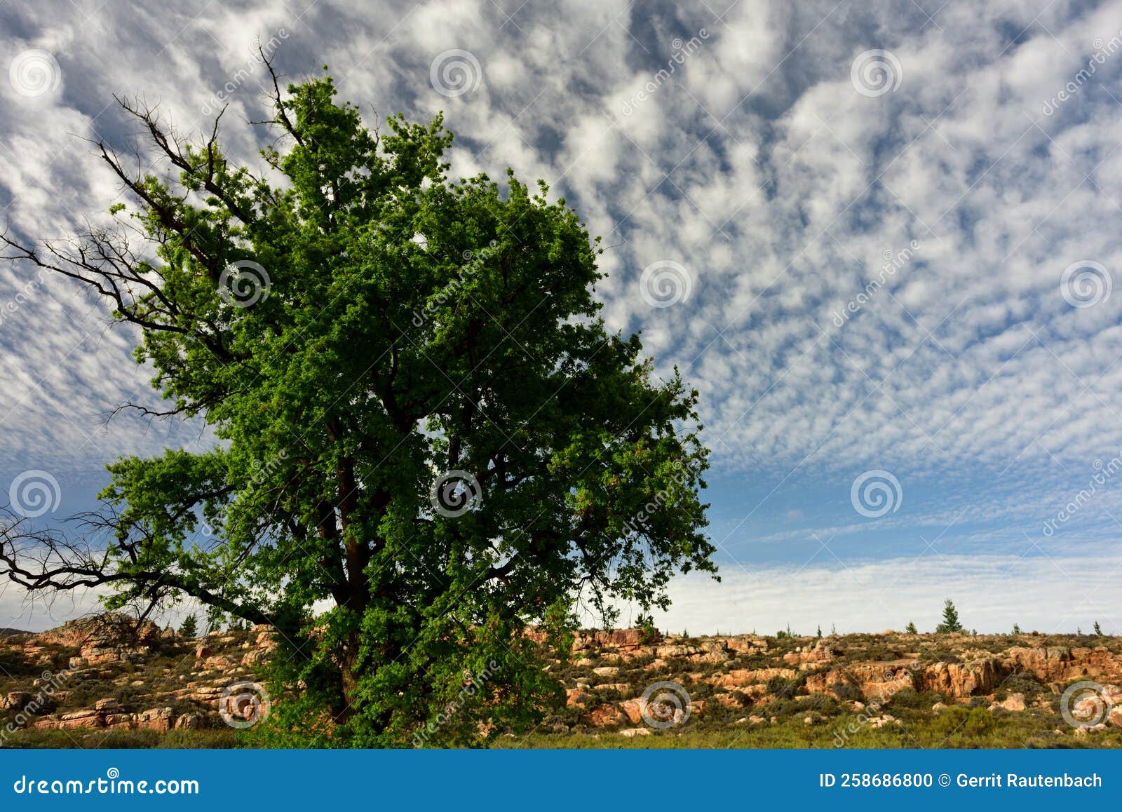 A Bright Green Oak Tree Against a Dramatic Cloudscape in the Cederberg ...