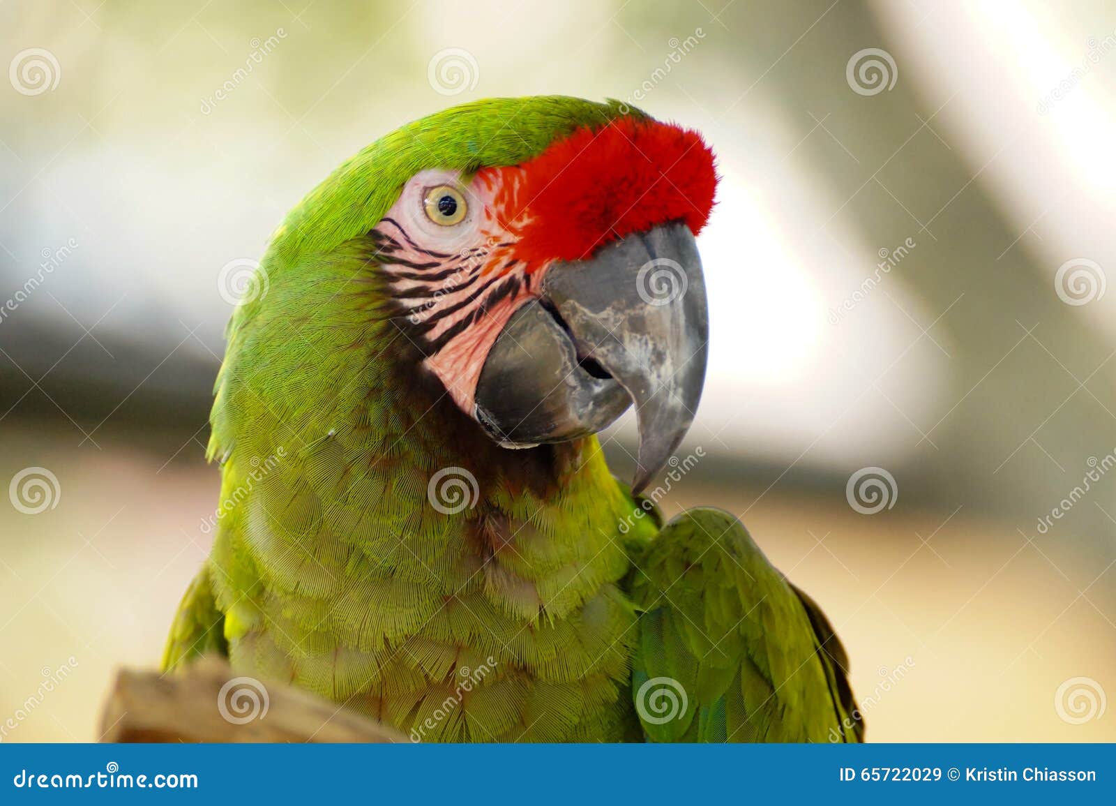 Bright green parrot stock image. Image of parrot, blurred - 65722029