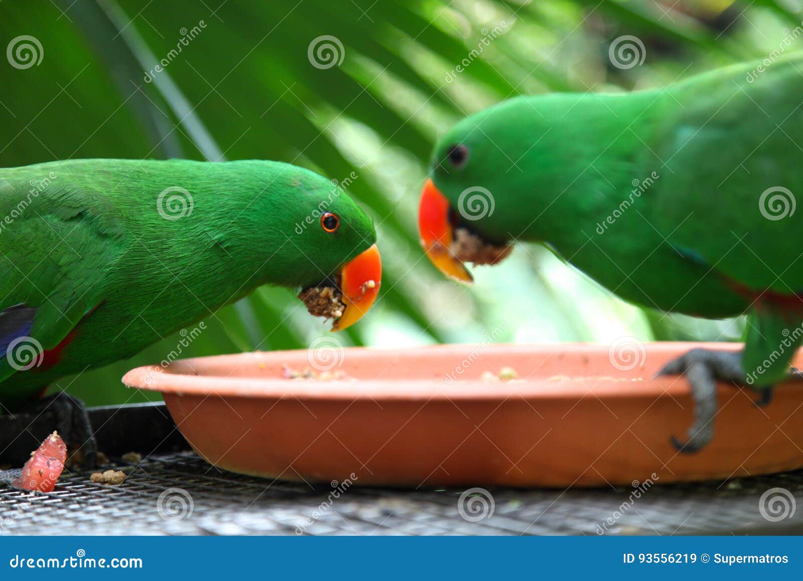 Bright Green Parrots, Singapore Stock Image - Image of beak, southeast ...