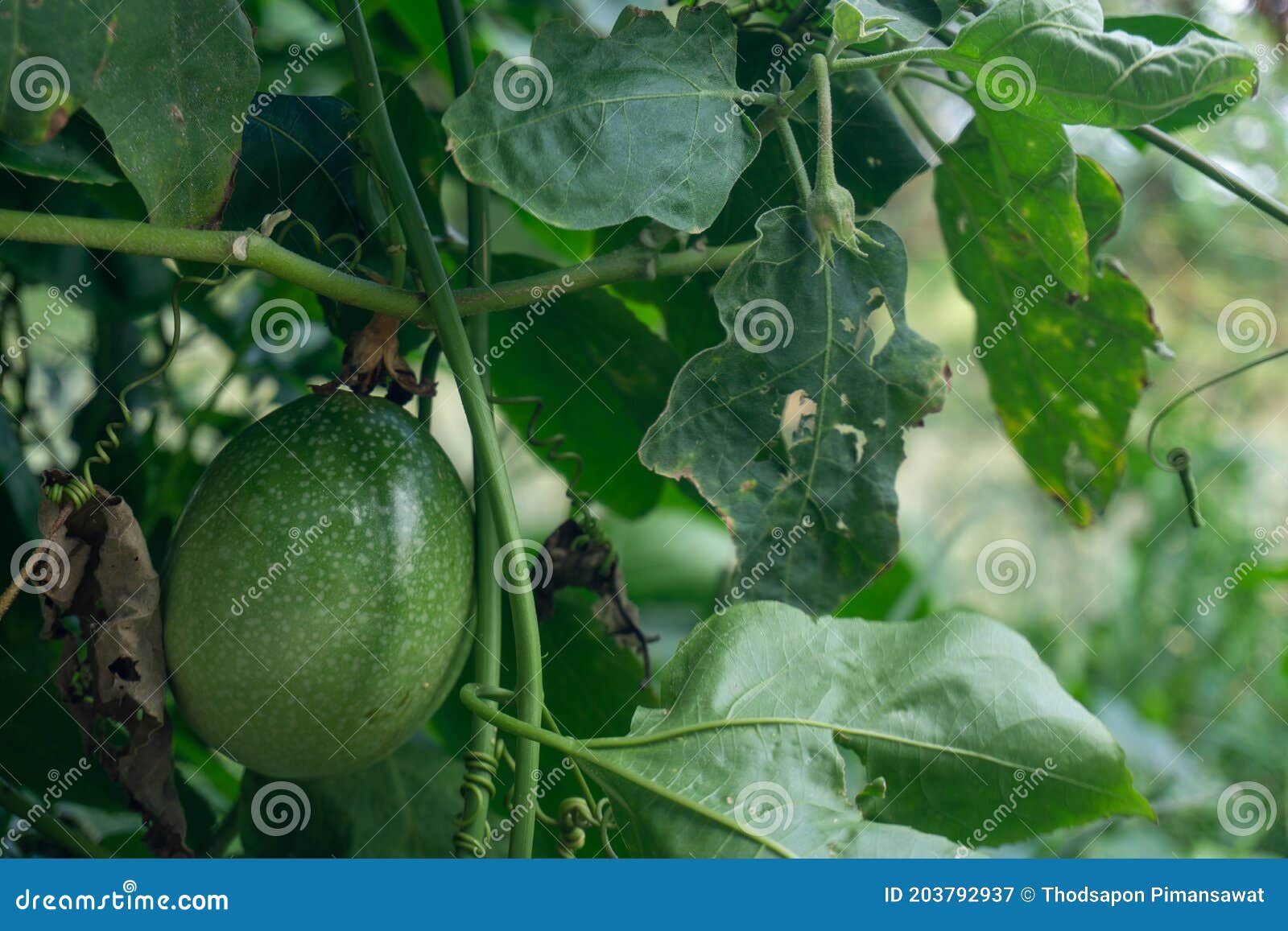 Passion Fruit Fresh from the Tree Stock Image - Image of area, blooming ...