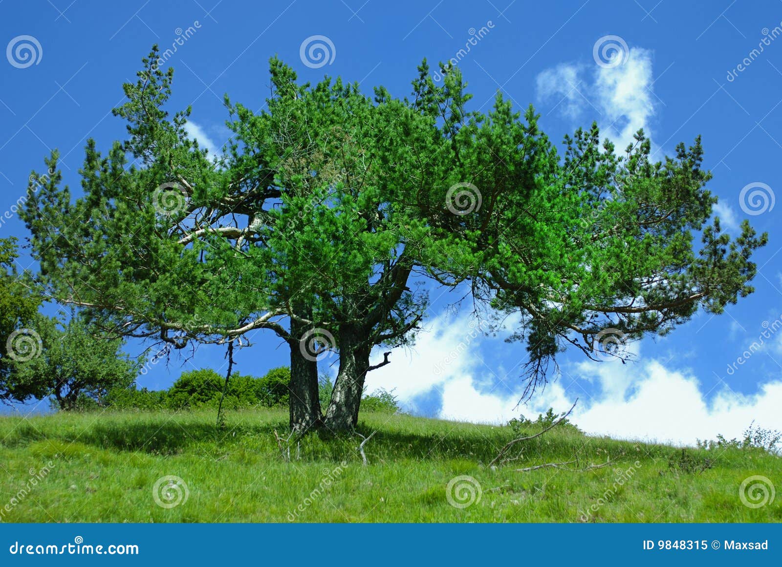 Bright Green Pine Tree on a Blue Sky Stock Image - Image of agriculture ...