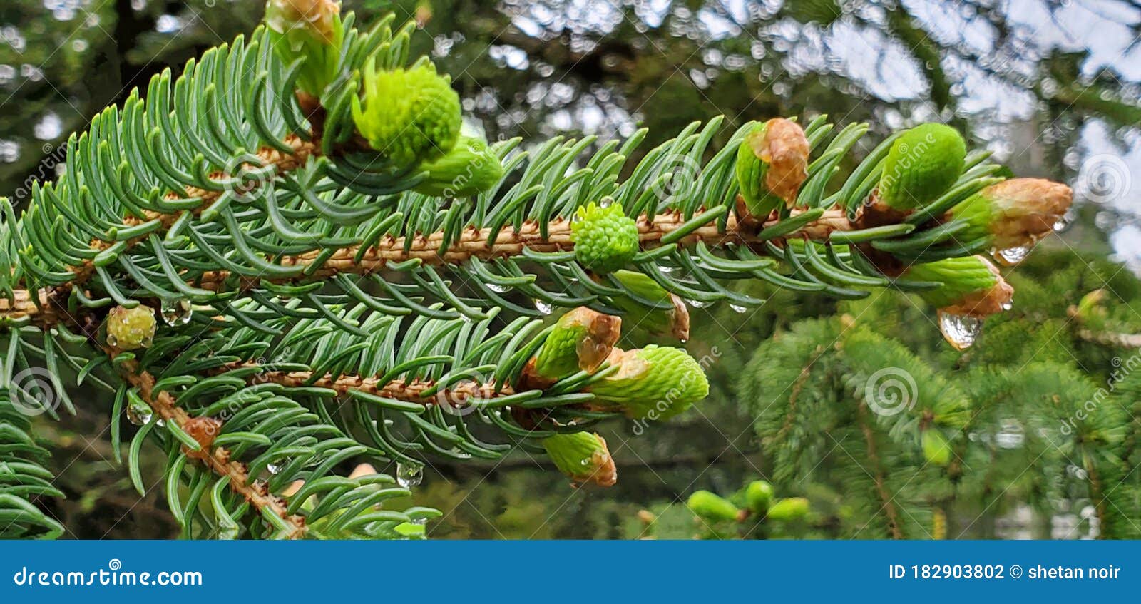 Bright Green Pine Tree Buds Stock Photo - Image of produce, buds: 182903802