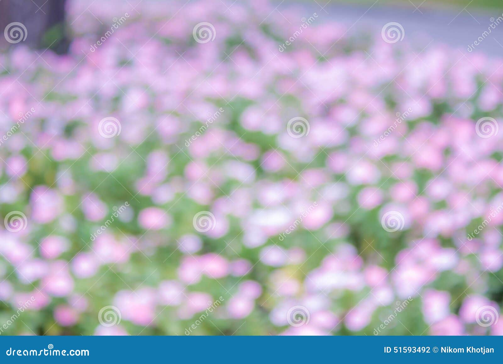 Bright Green And Pink Blur Bokeh Abstract Light Flora Background Stock ...