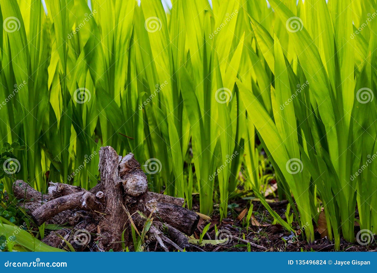 Bright Green Plants Sprouting from the Earth Stock Photo - Image of ...