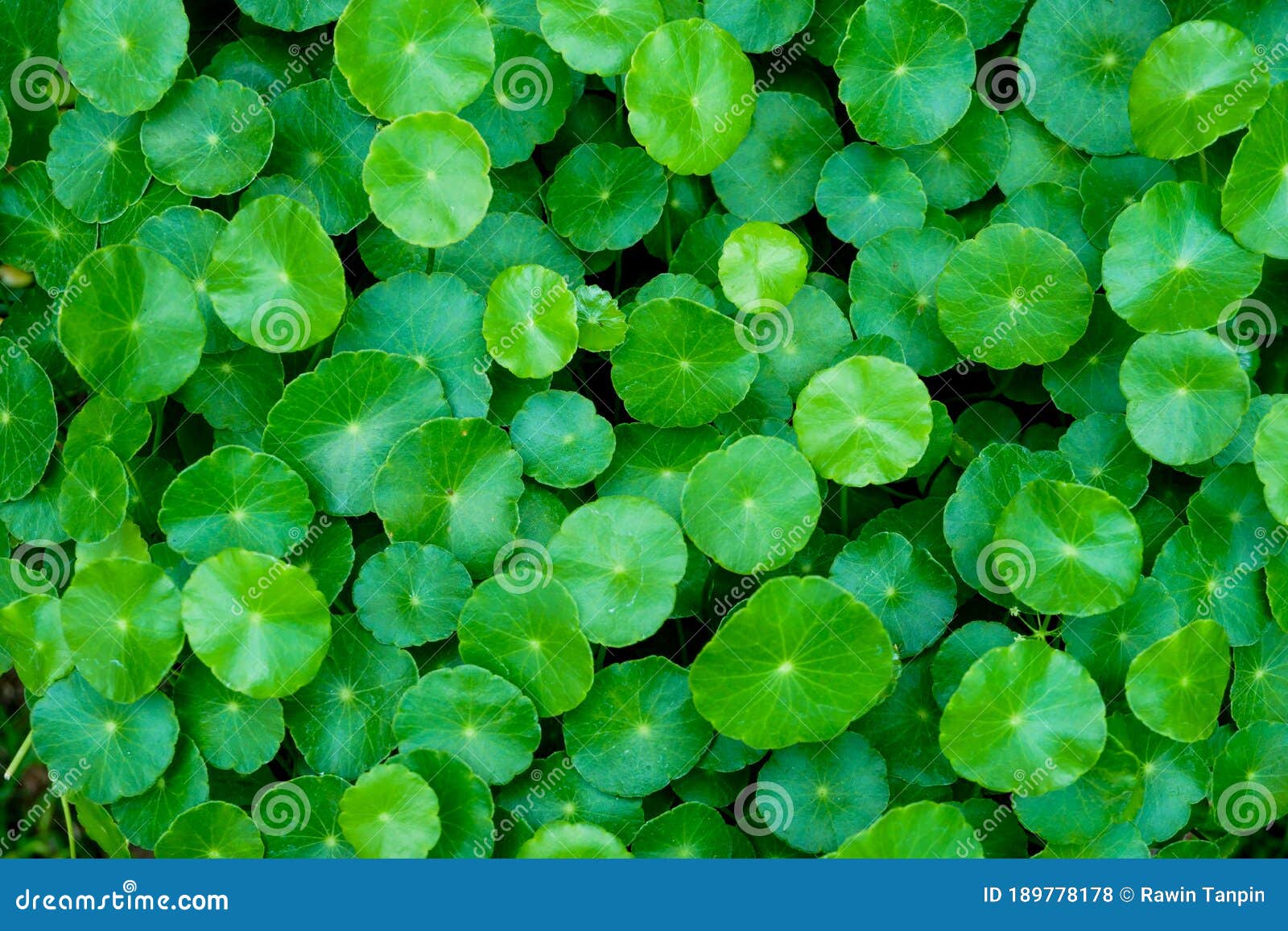 Green Plants Texture Background Stock Photo - Image of background ...