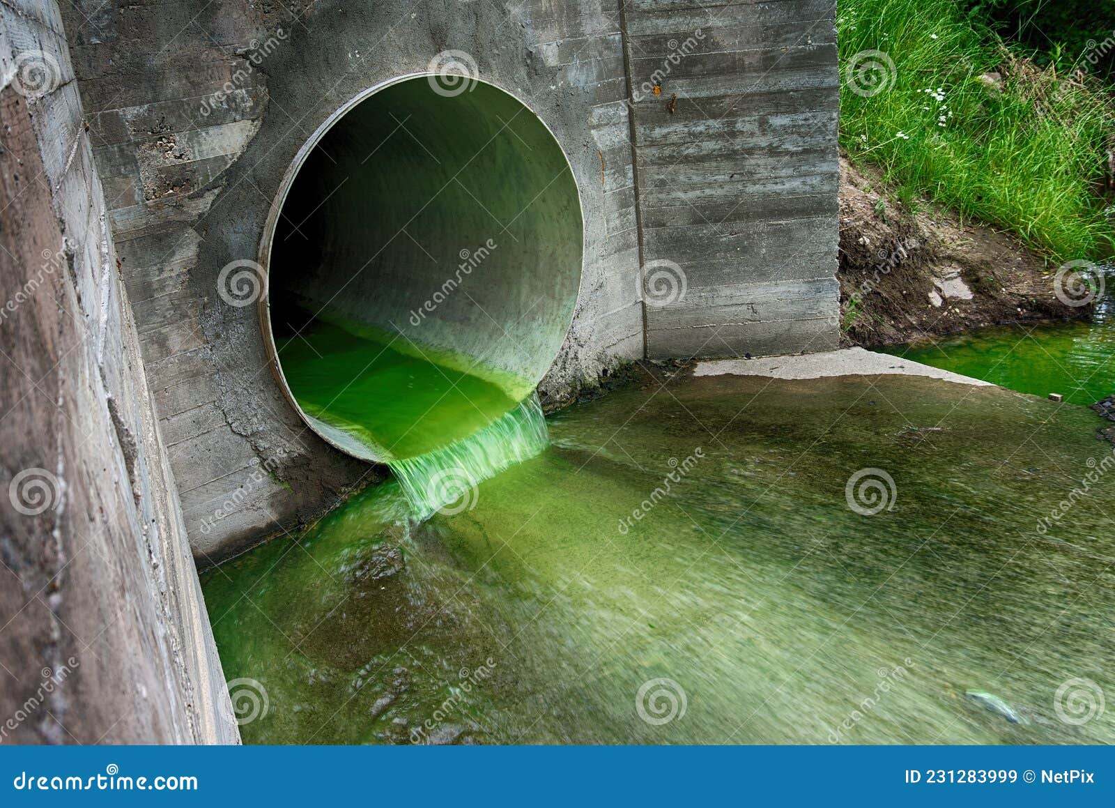 Bright Green Polluted Effluent Flowing through a Drainage Pipe Stock ...