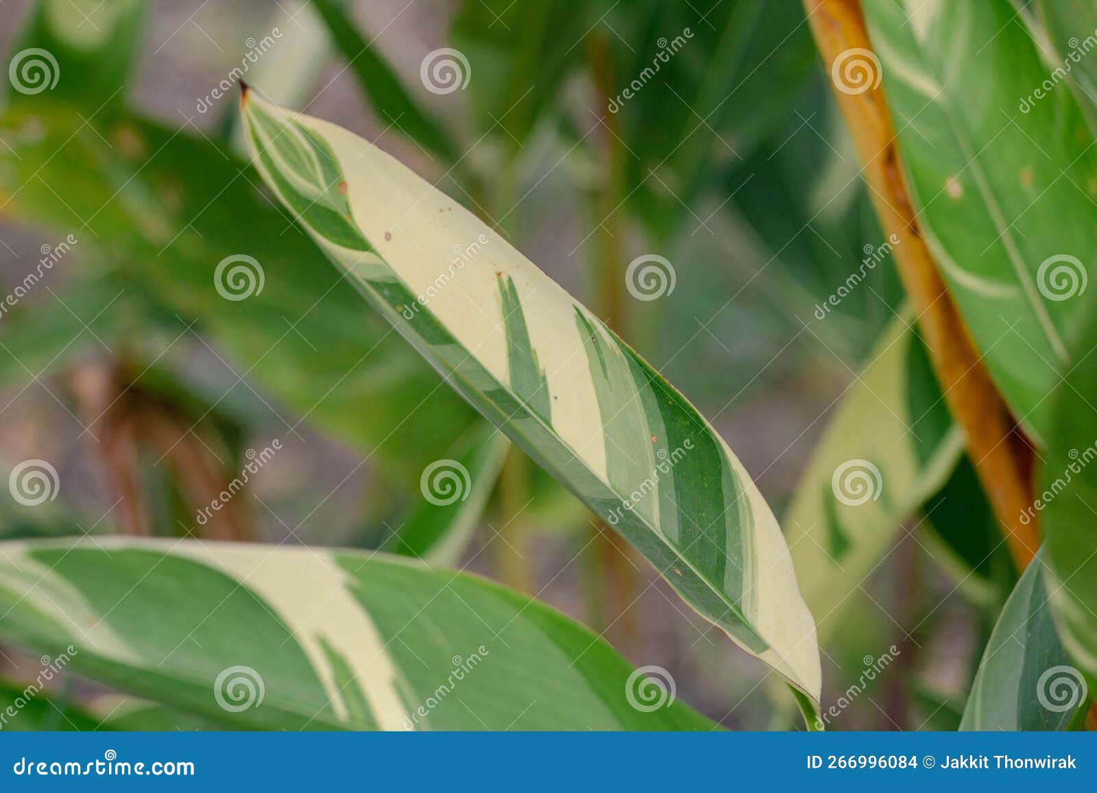 Leaves Of The Variegated Shell Ginger Plant, Alpinia Zerumbet Variegata ...
