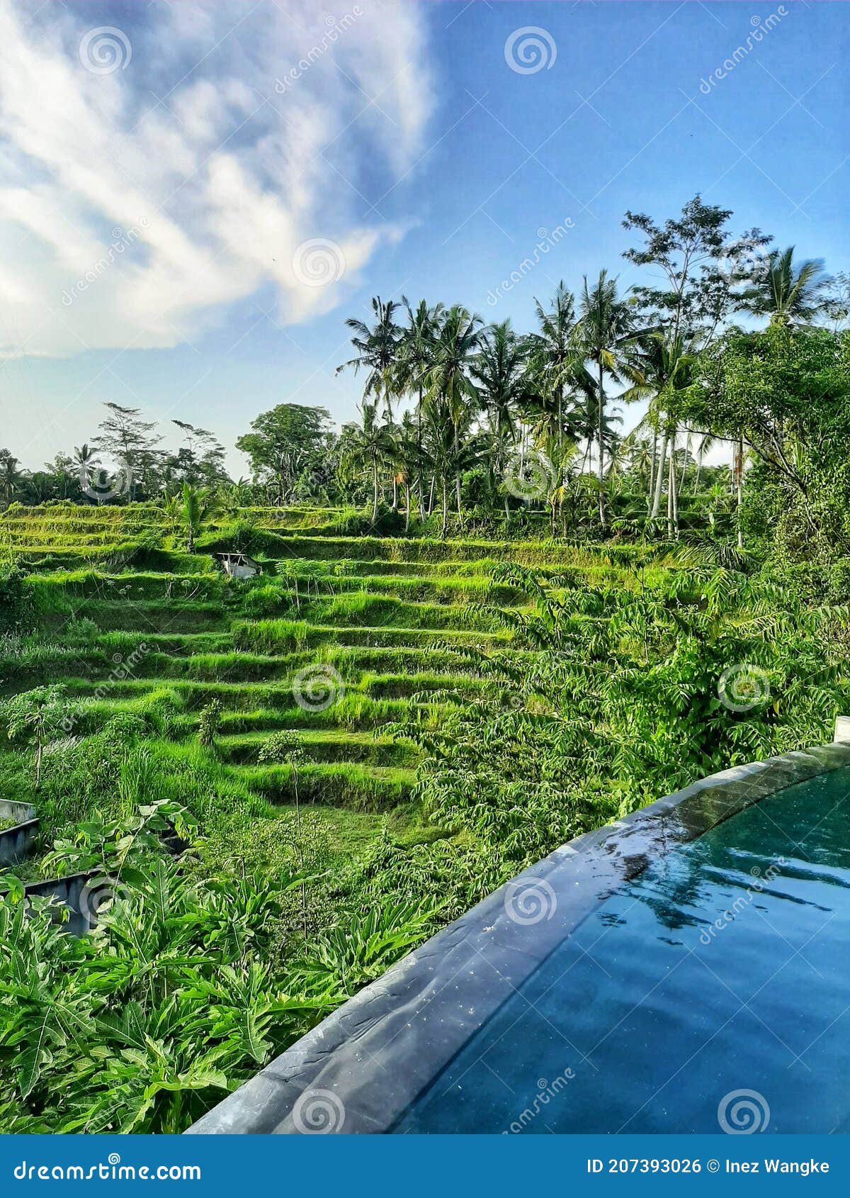 Bright Green Rice Fields by the Infinity Swimming Pool Stock Photo ...