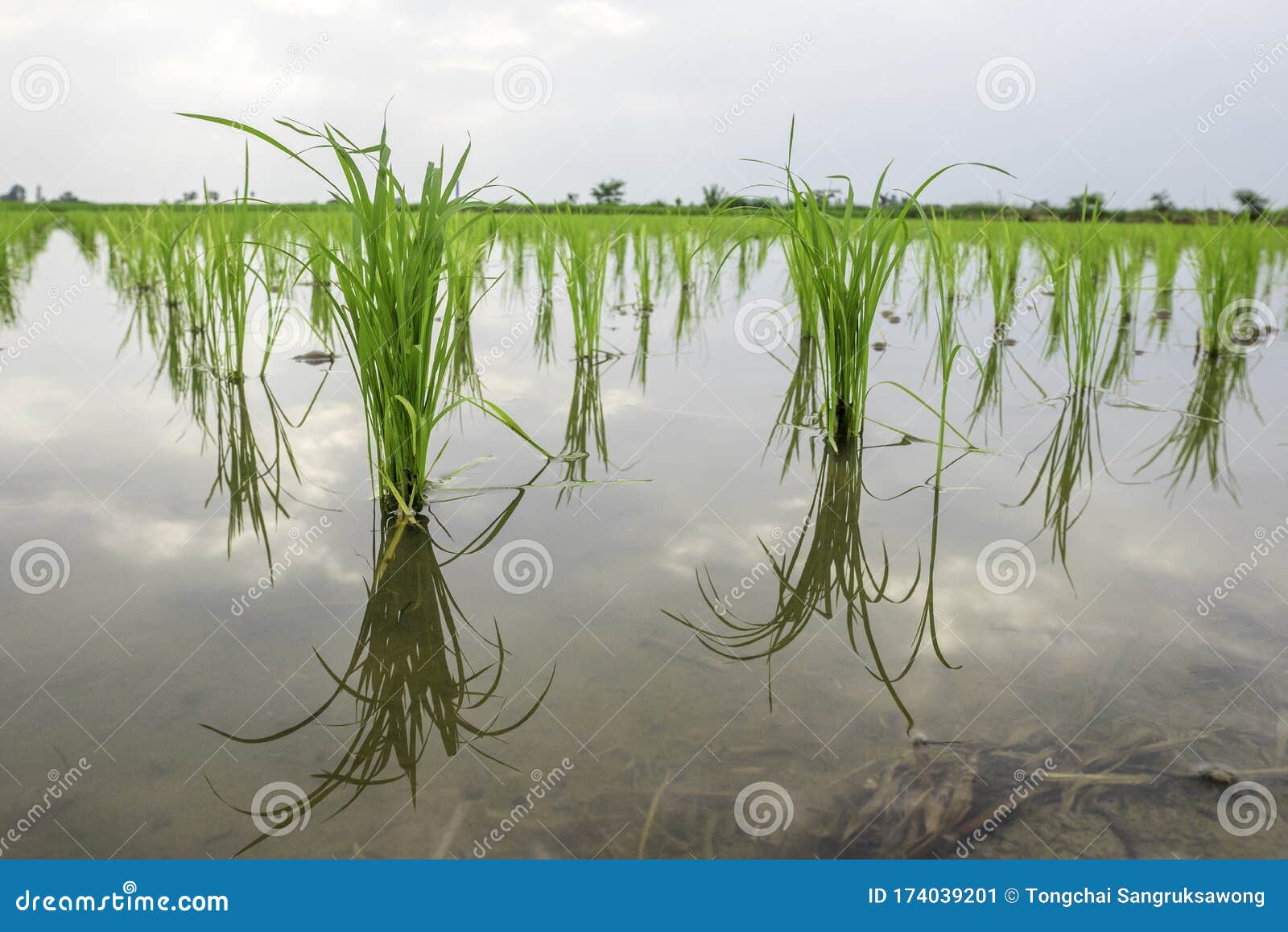 Bright Green Rice Fields in the Morning, Rice Fields of Thailand Stock ...