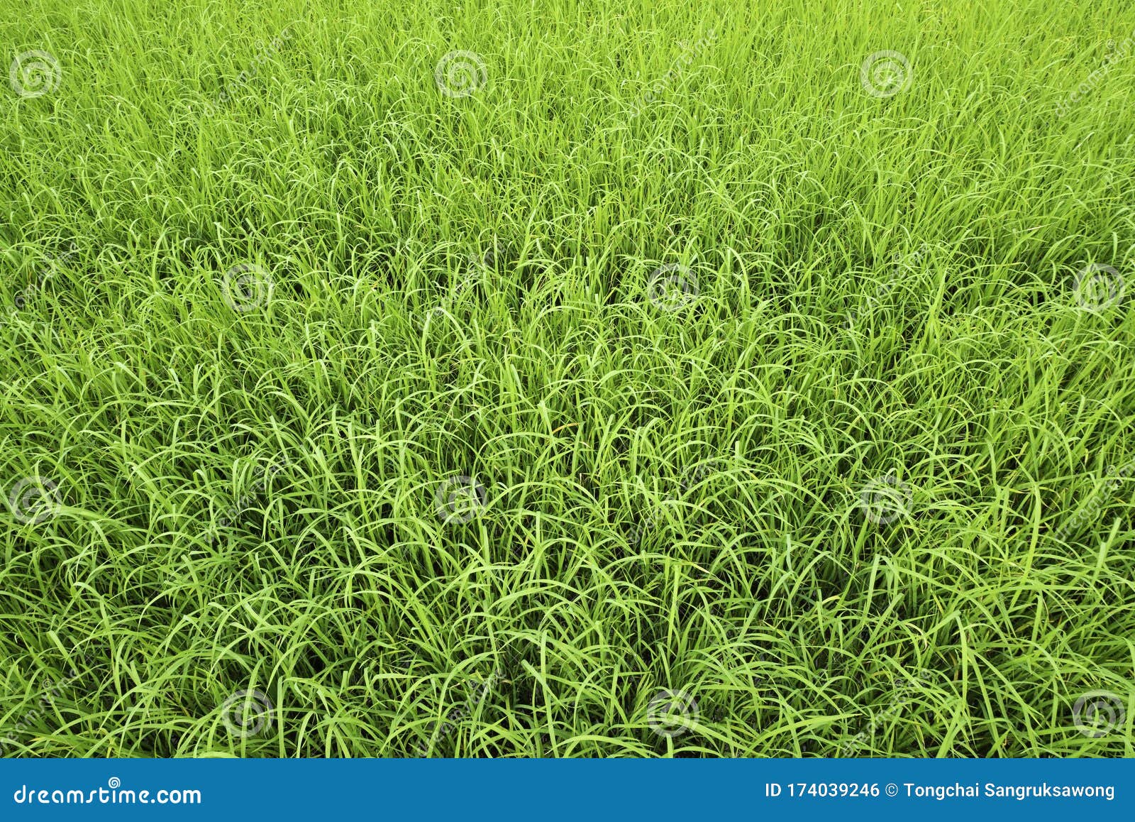 Bright Green Rice Fields in the Morning, Rice Fields of Thailand Stock ...