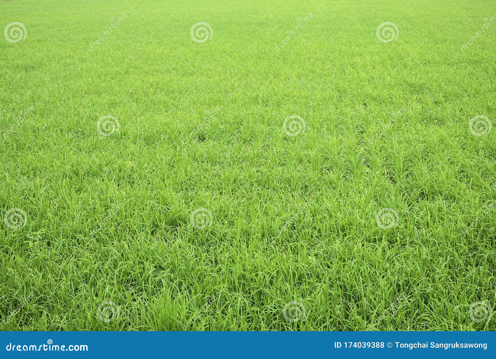 Bright Green Rice Fields in the Morning, Rice Fields of Thailand Stock ...