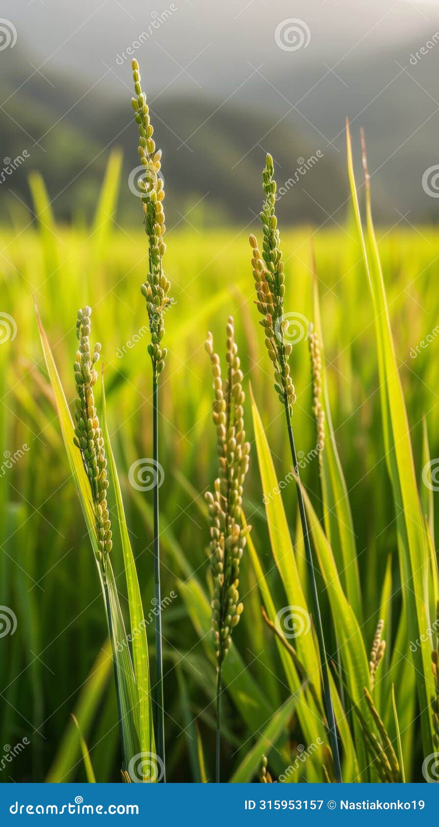 Bright Green Rice Plants at Sunrise in a Field Stock Image - Image of ...