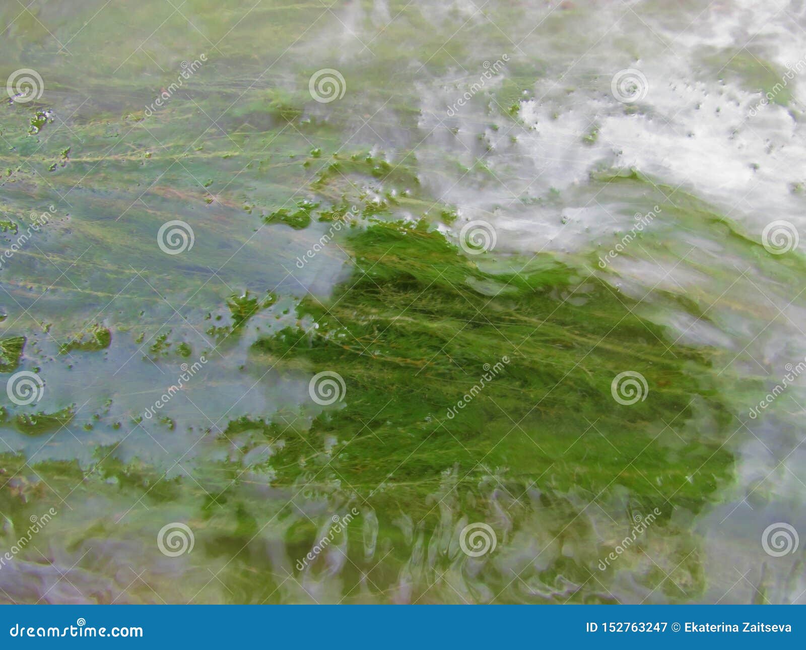 Bright Green River Algae Shine through the Transparent River Water with ...