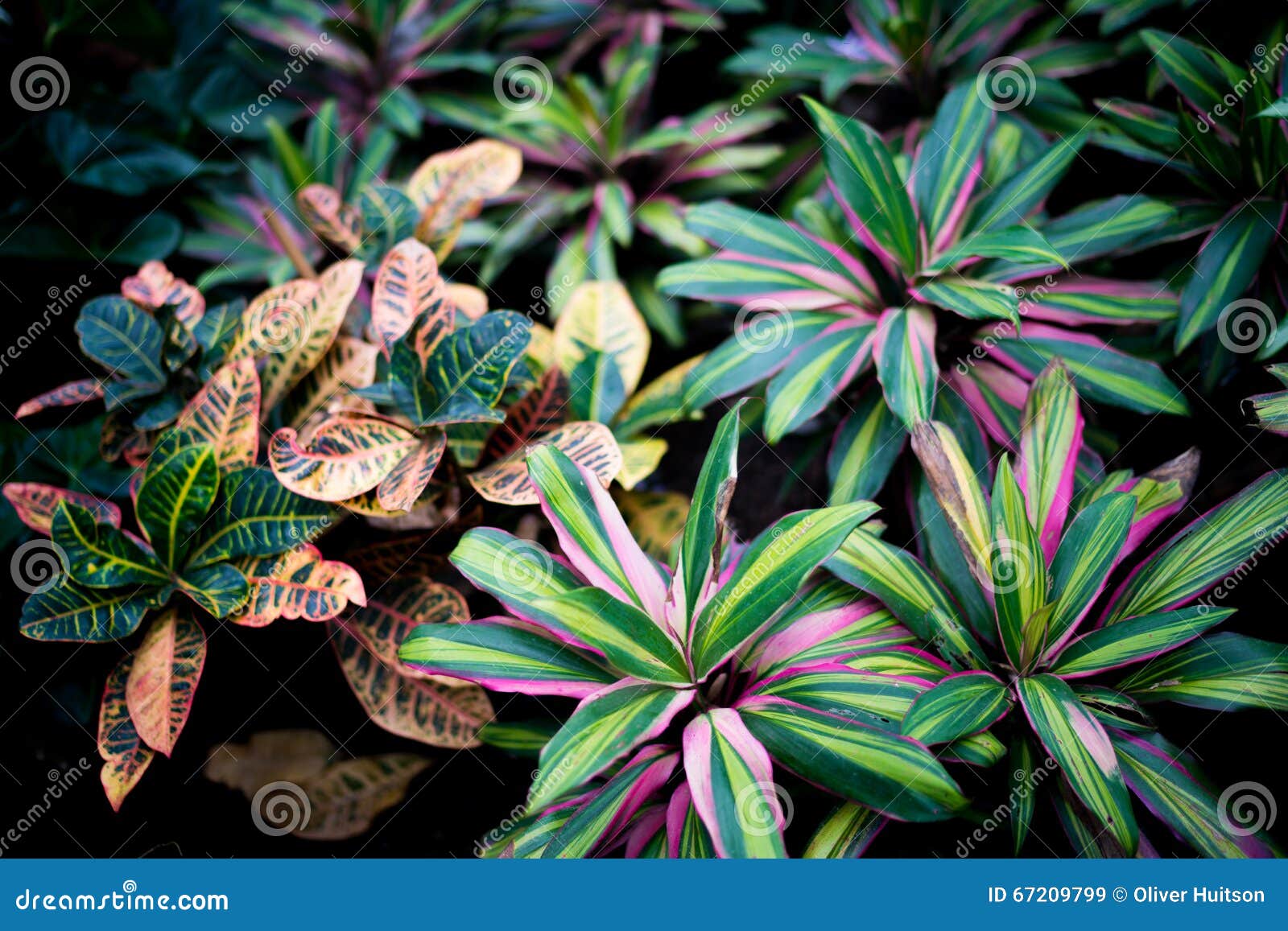Bright green shrubbery stock image. Image of green, britain - 67209799