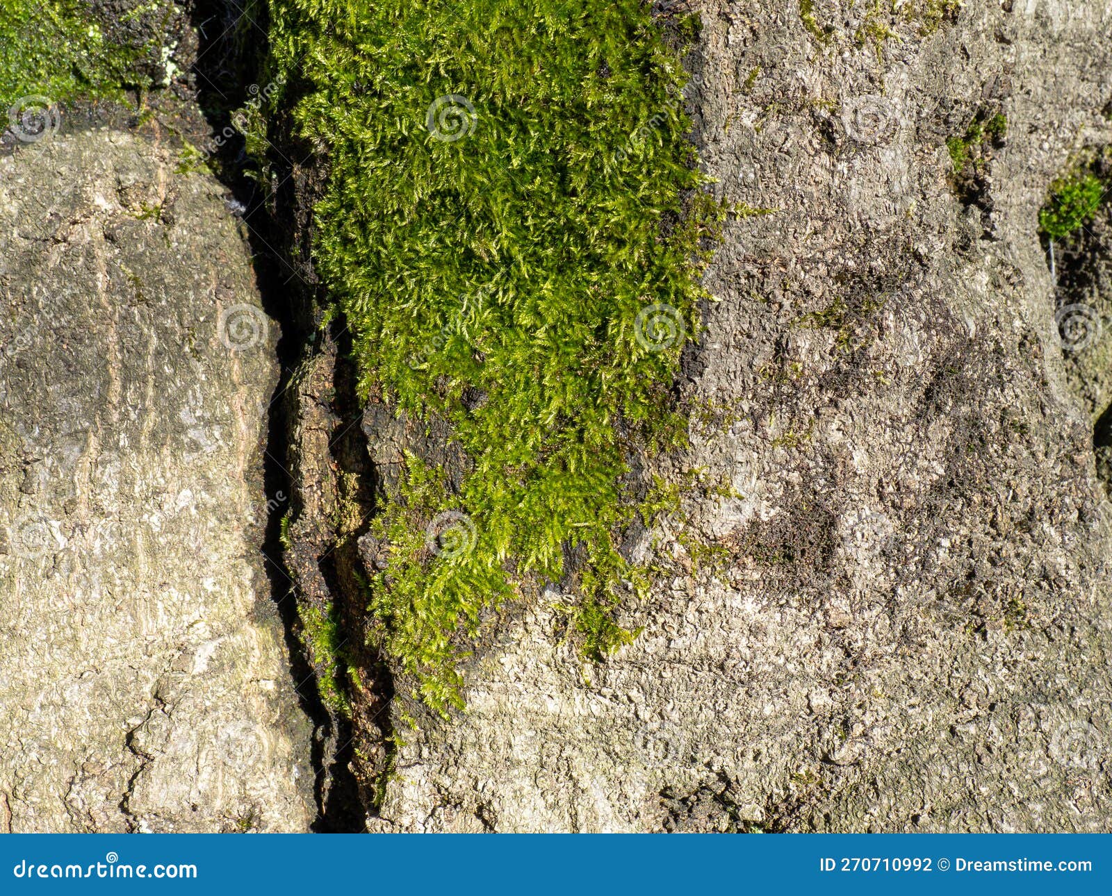 Bright Green Soft Moss. Moss on a Tree Trunk. Close-up of the Surface ...