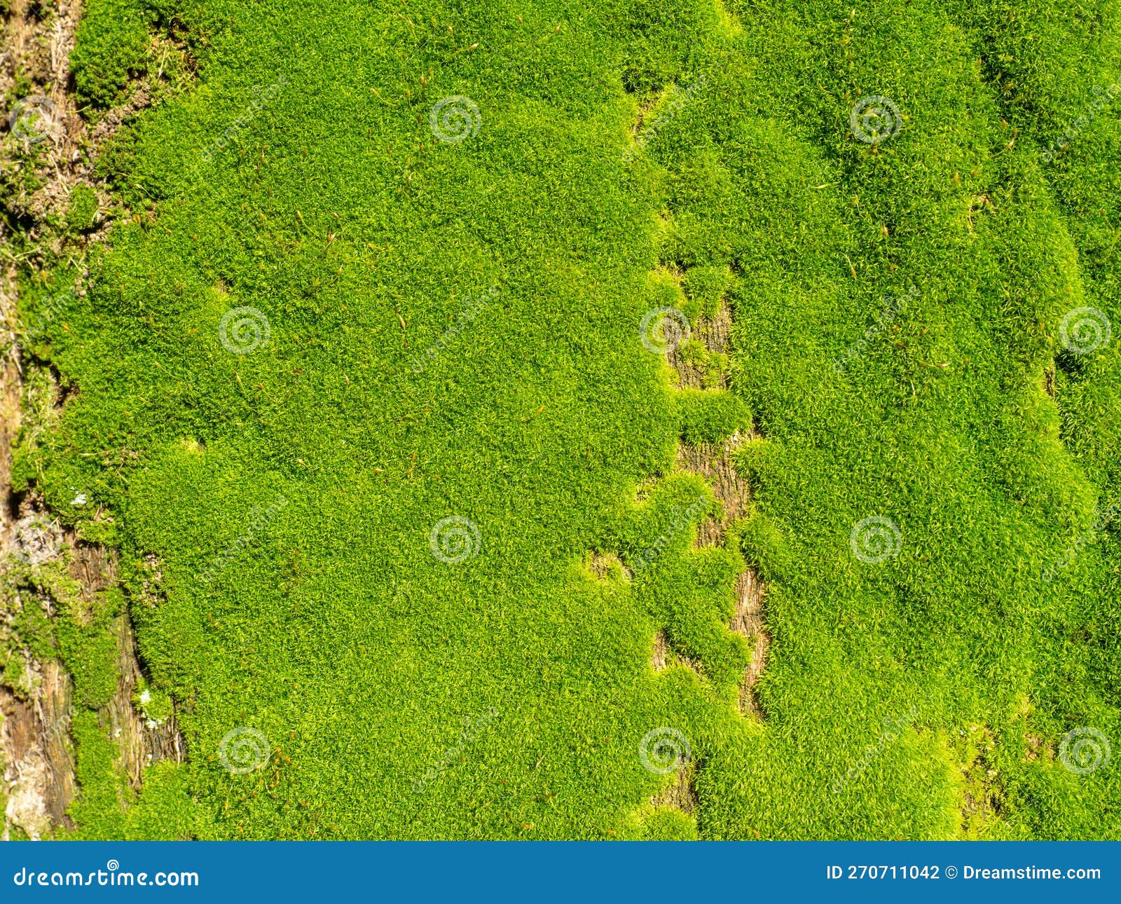 Bright Green Soft Moss. Moss on a Tree Trunk. Close-up of the Surface ...