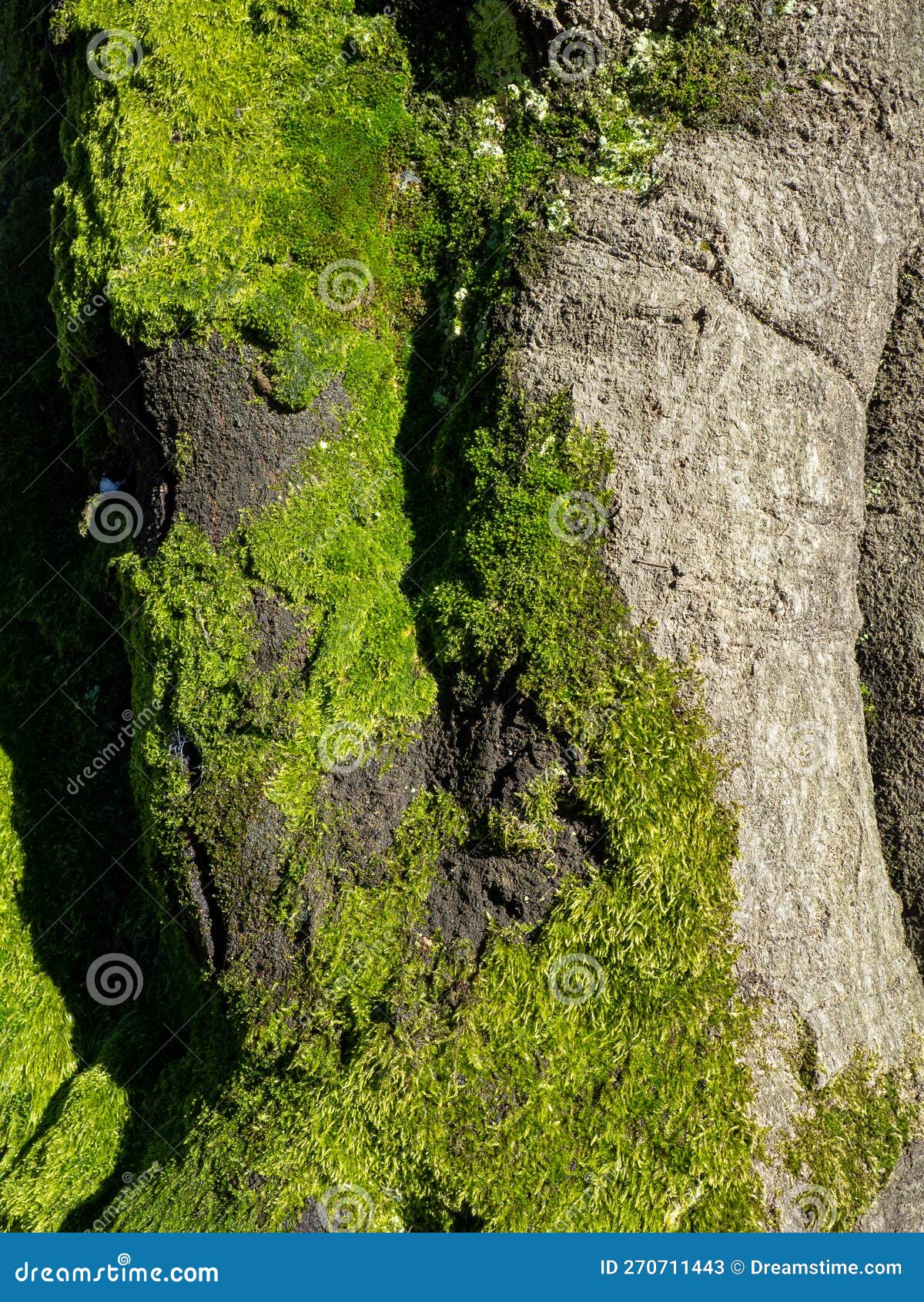 Bright Green Soft Moss. Moss on a Tree Trunk. Close-up of the Surface ...