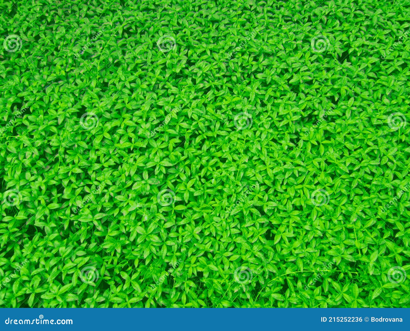 Bright Green Solid Leaves for the Background. Stock Photo - Image of ...