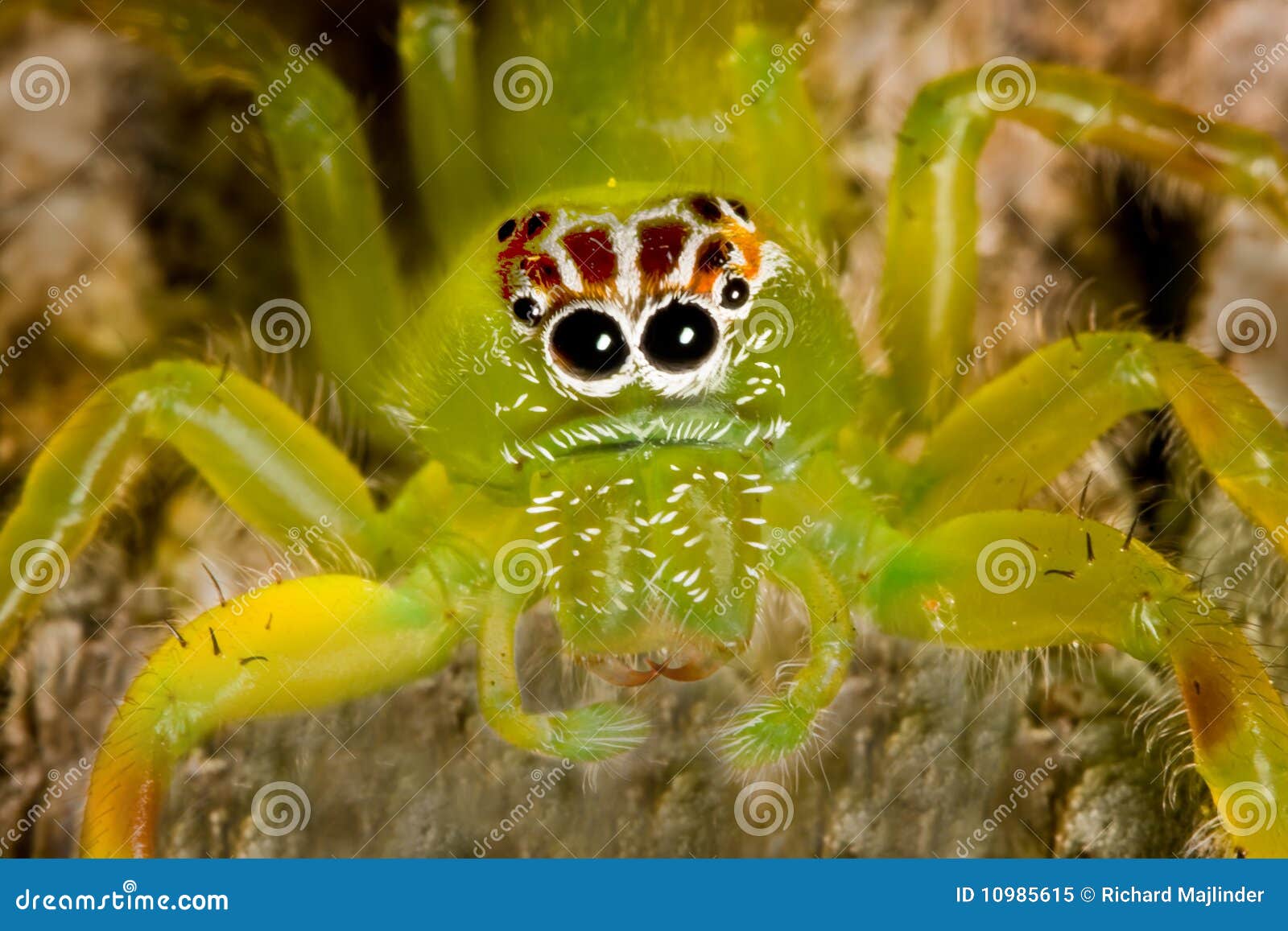 Bright green spider stock image. Image of spider, arachnid - 10985615