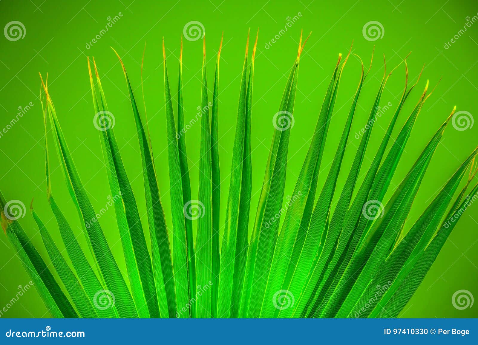 Bright Green Spread Palm Leaf on Green Background. Stock Photo - Image ...