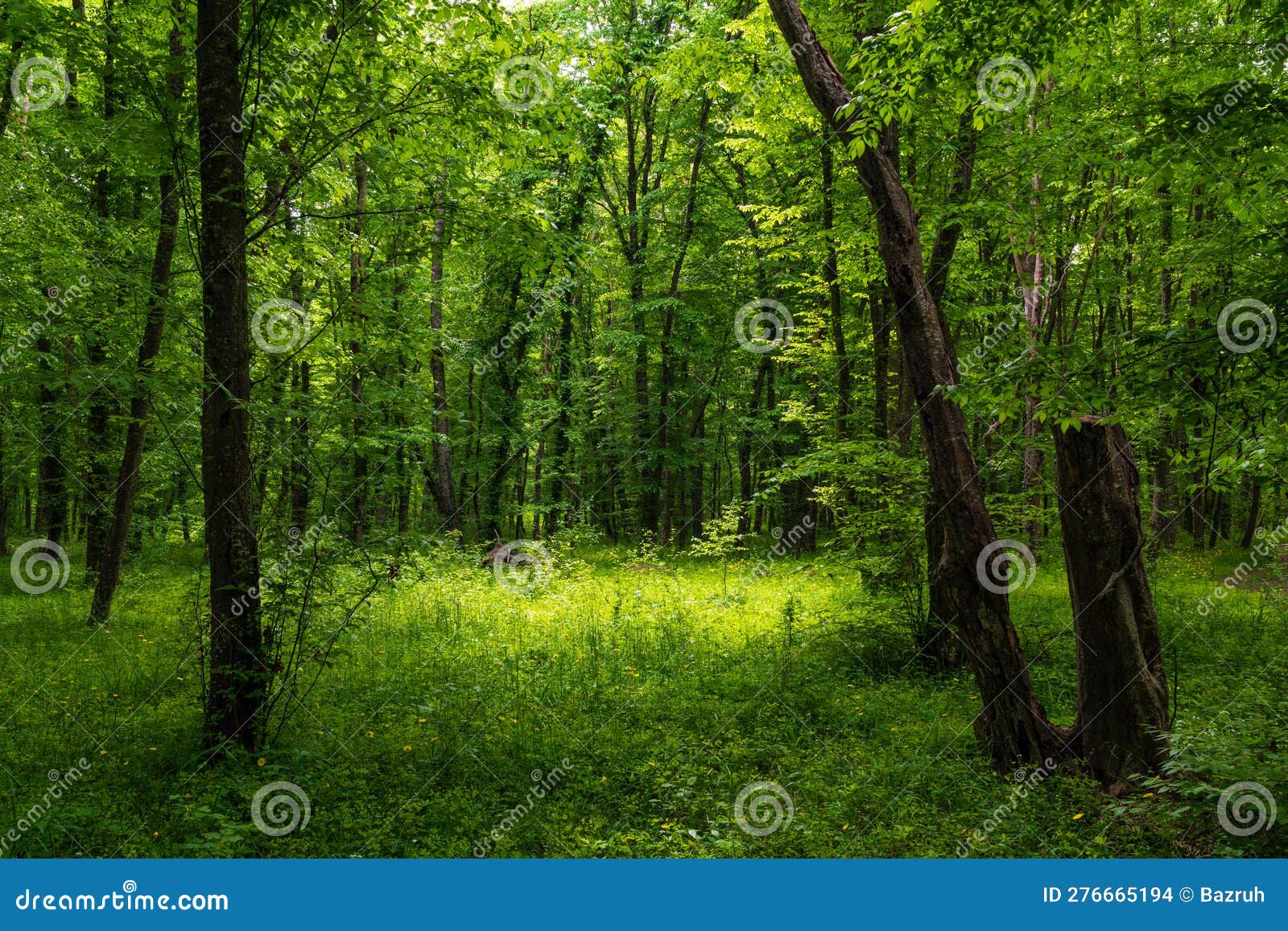 Bright Green Spring Forest Landscape, Nature Wallpaper Stock Photo ...