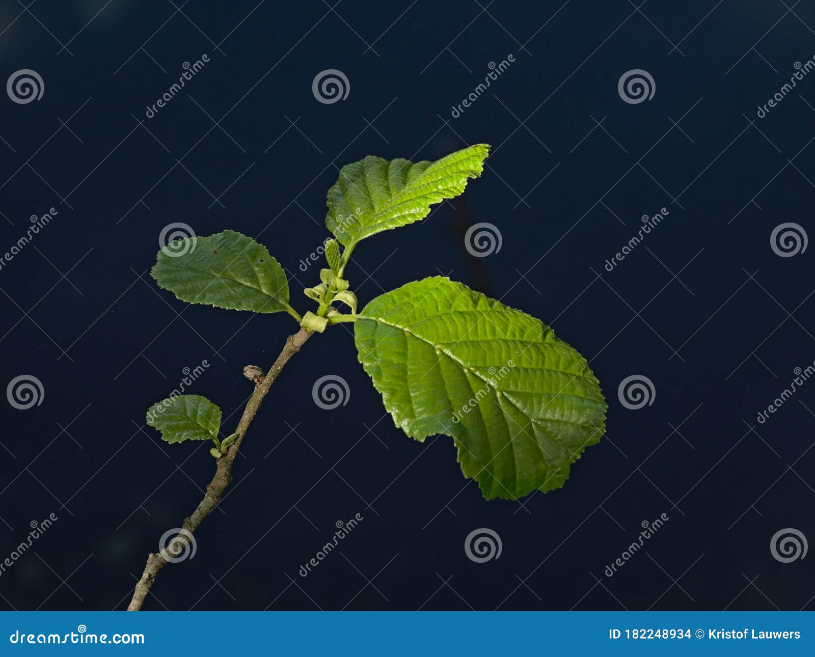 Bright Green Spring Leafs of a Alder Tree on a Dark Water Background ...
