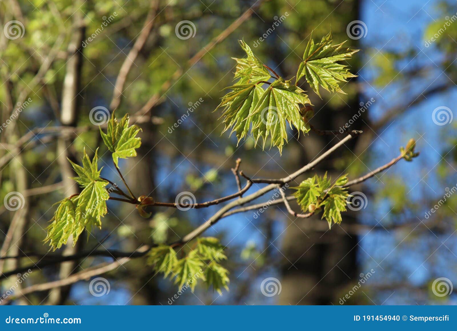 Bright Green Spring Maple Leaves Stock Photo - Image of frame, nature ...