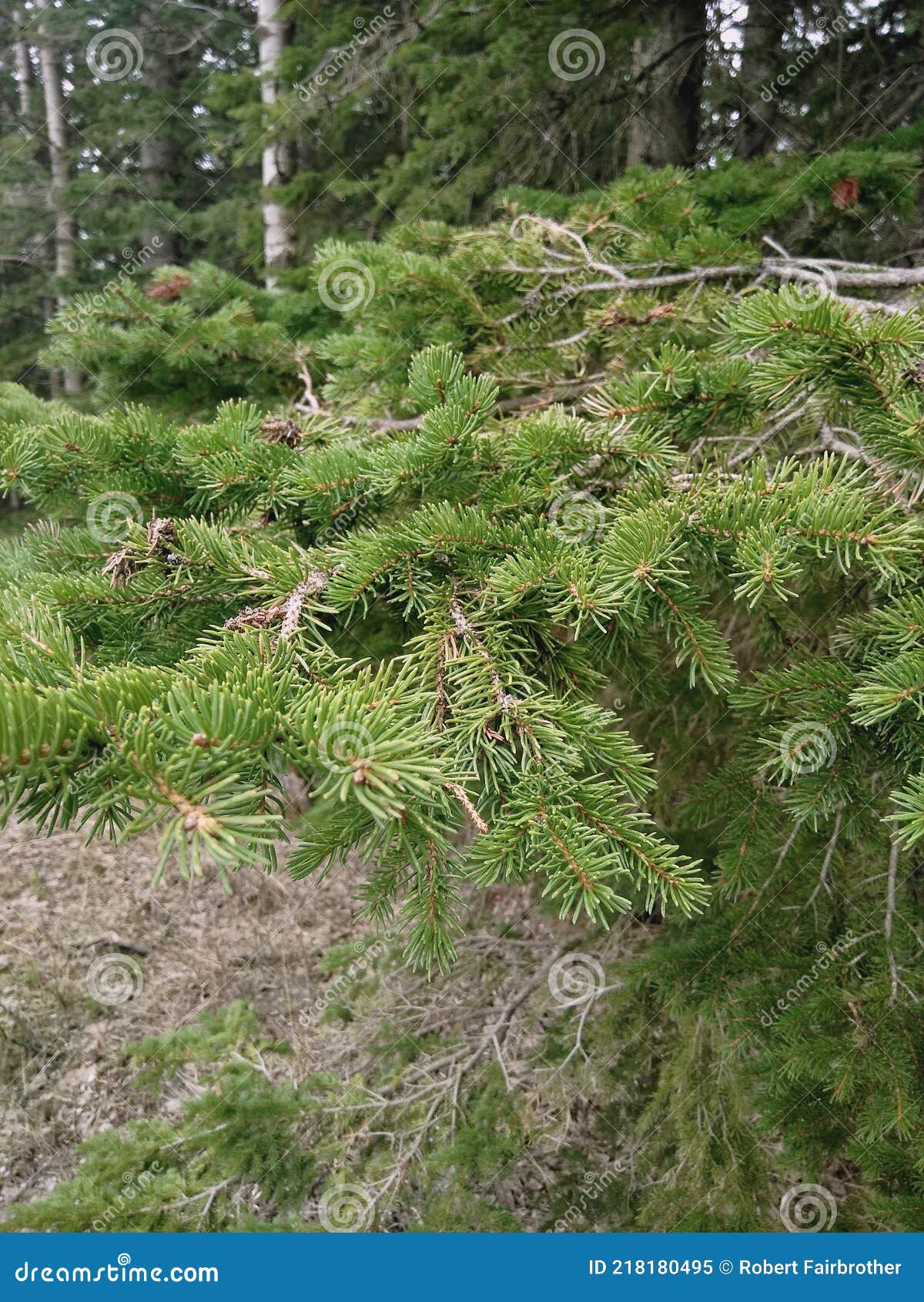 A bright green spruce limb stock image. Image of shrub - 218180495
