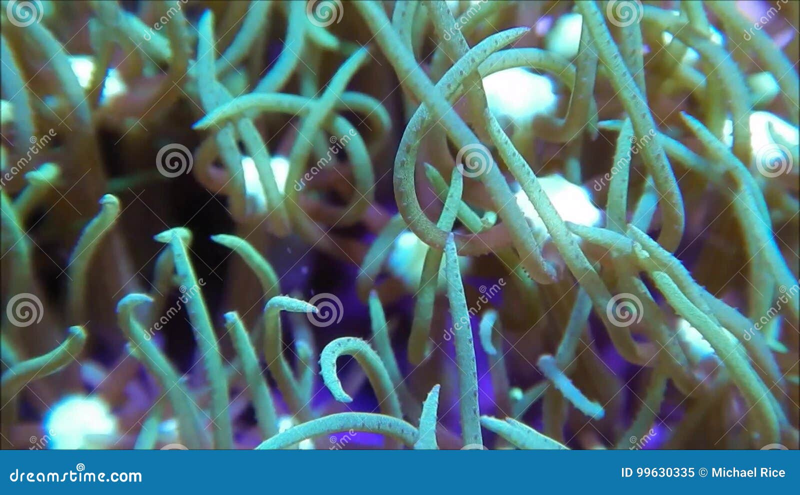 Bright Green Star Polyps Flowing Underwater Stock Video - Video of ...