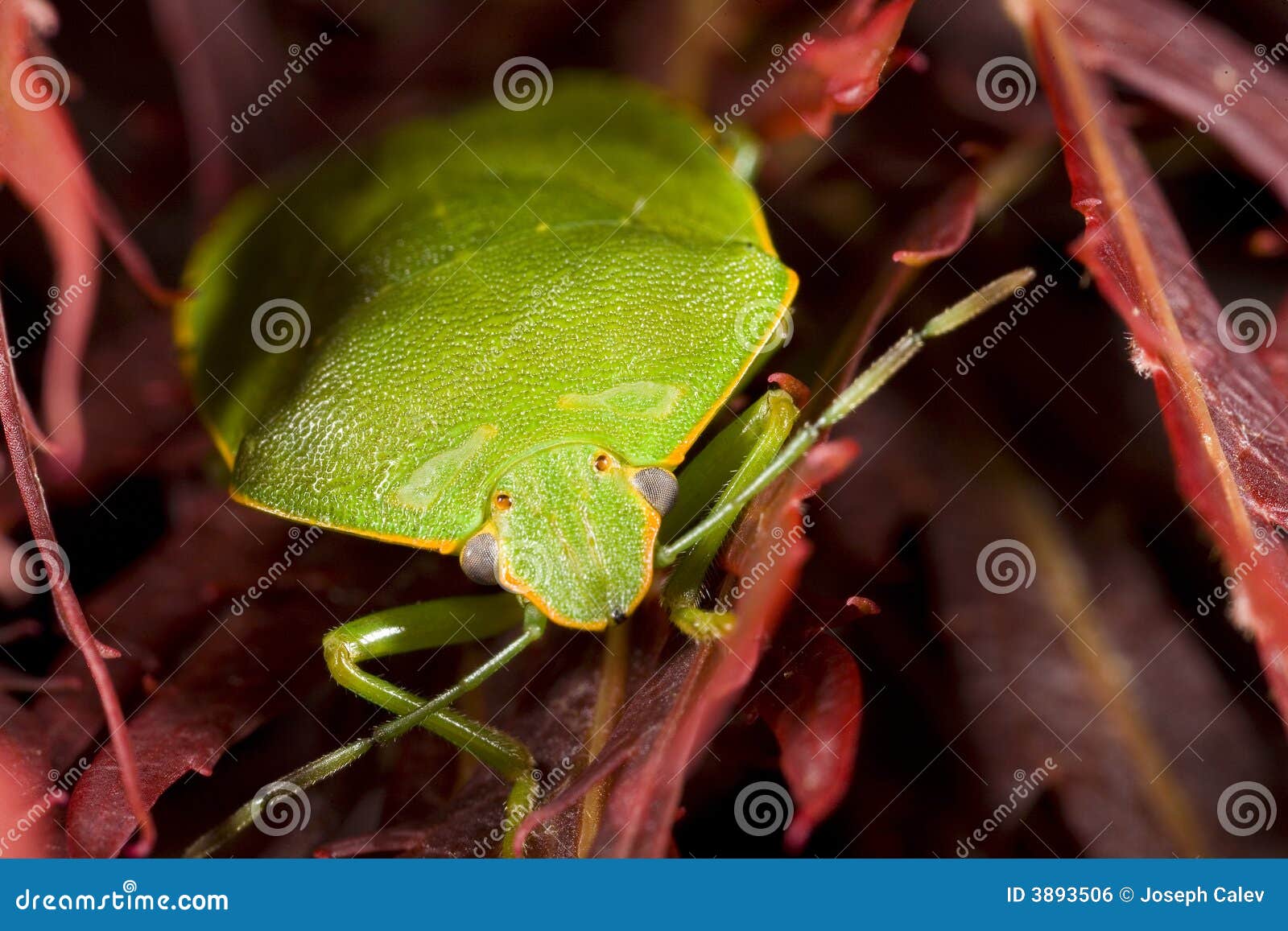 Bright green stink bug stock photo. Image of contrast - 3893506