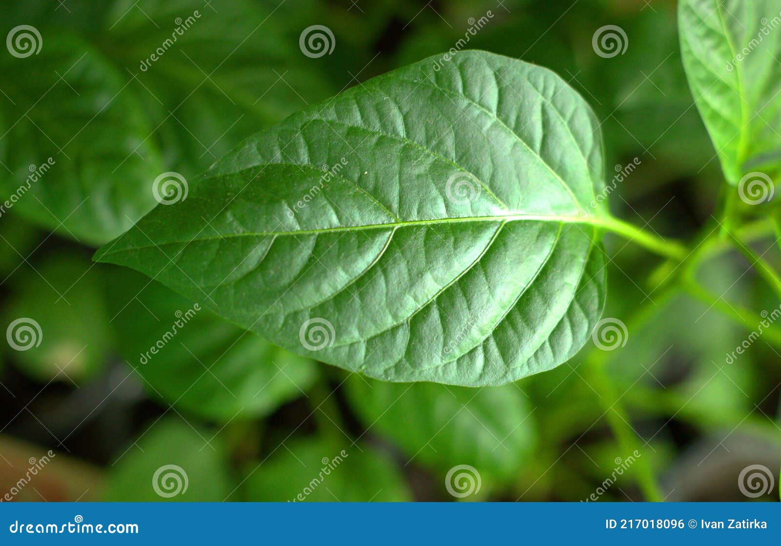 Bright Green Pepper Leaf Structure Stock Photo - Image of grows, leaf ...