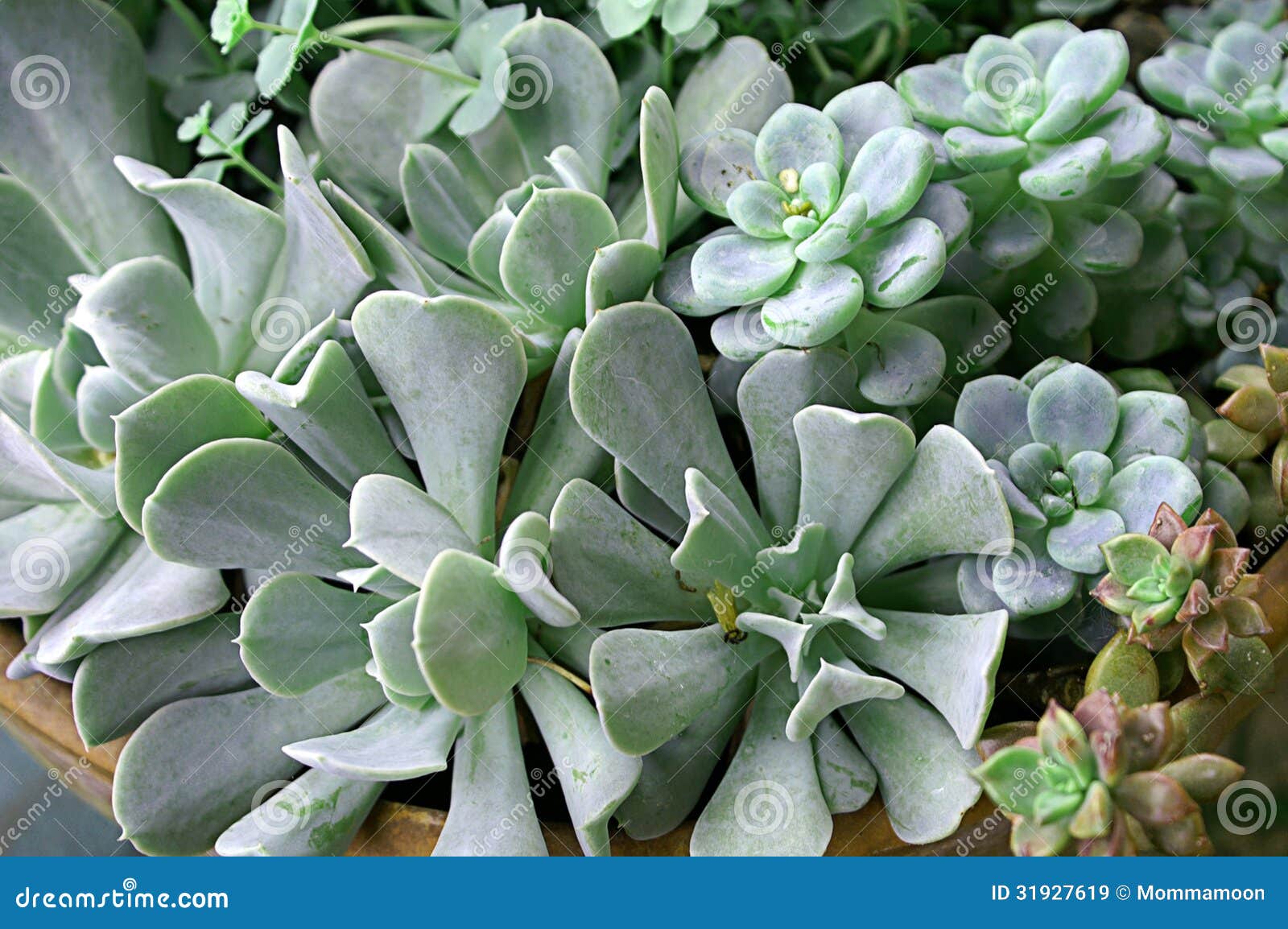 Bright Green Succulent Plant Stock Image - Image of wild, closeup: 31927619