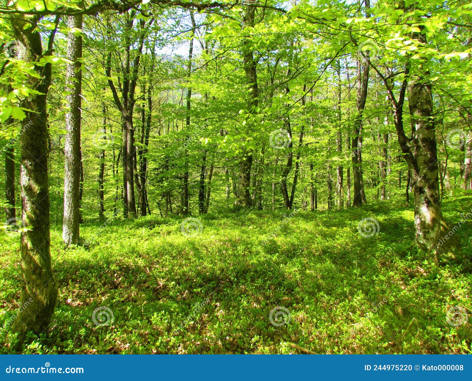 Bright Green Temperate, Deciduous Forest in Spring Stock Photo - Image ...