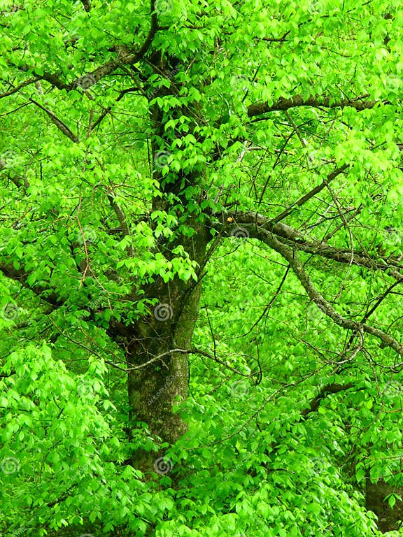 Bright green tree stock image. Image of outdoors, forest - 2273687