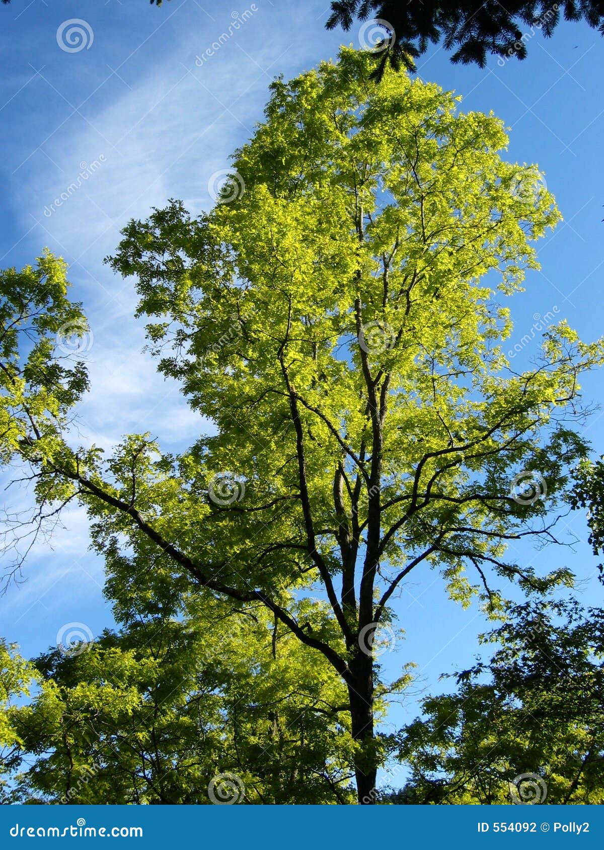 Bright Green Tree stock photo. Image of trees, green, growth - 554092