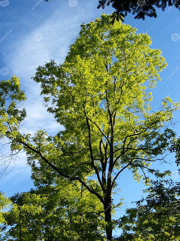 Bright Green Tree stock photo. Image of trees, green, growth - 554092