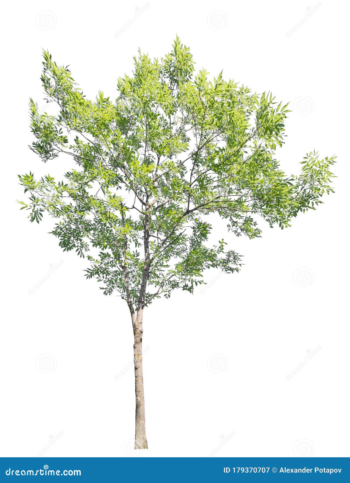 Bright Green Tree Isolated on White Stock Image - Image of leaf, nature ...