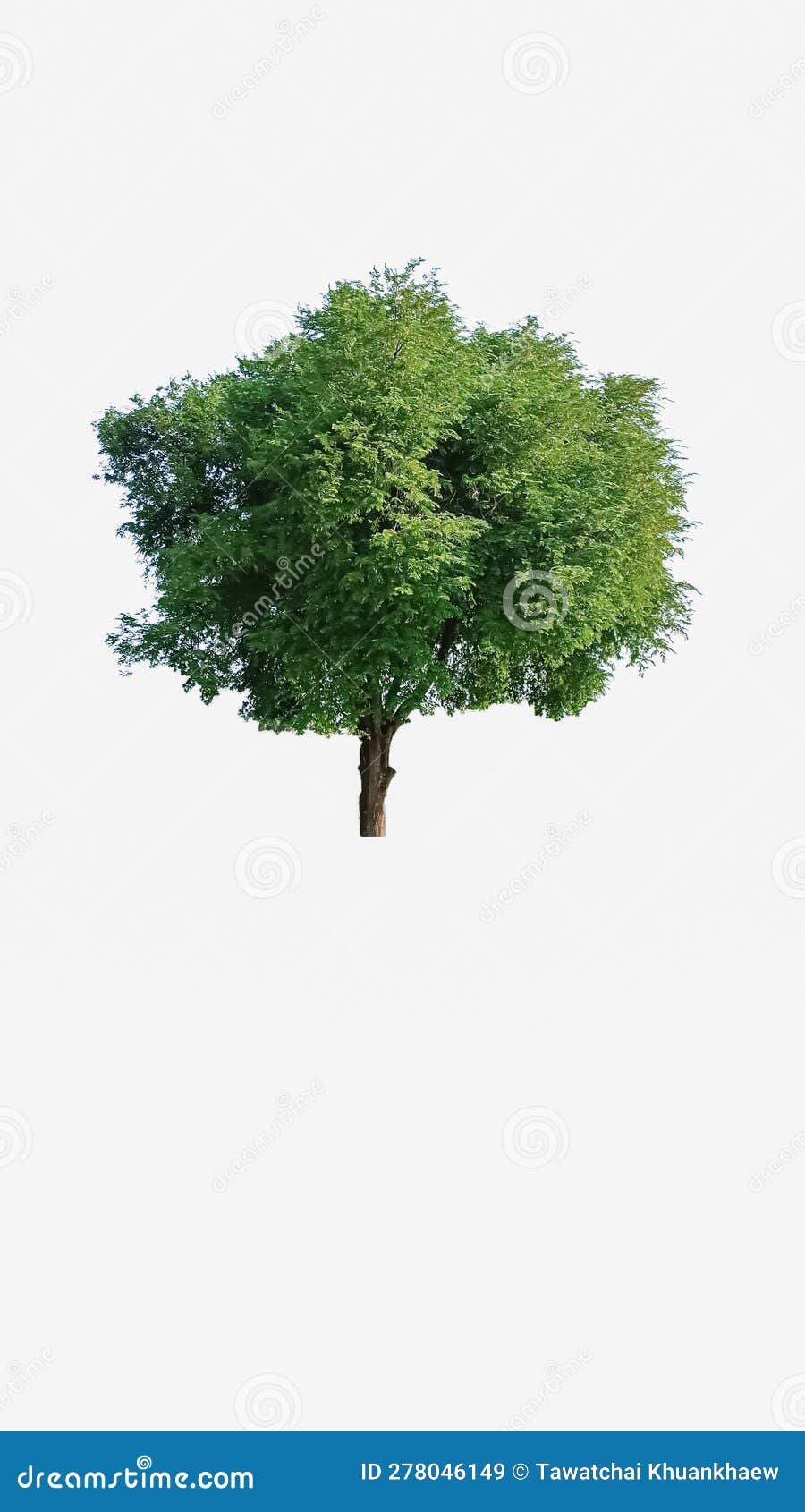 Bright Green Tree on Isolated White Background Stock Image - Image of ...