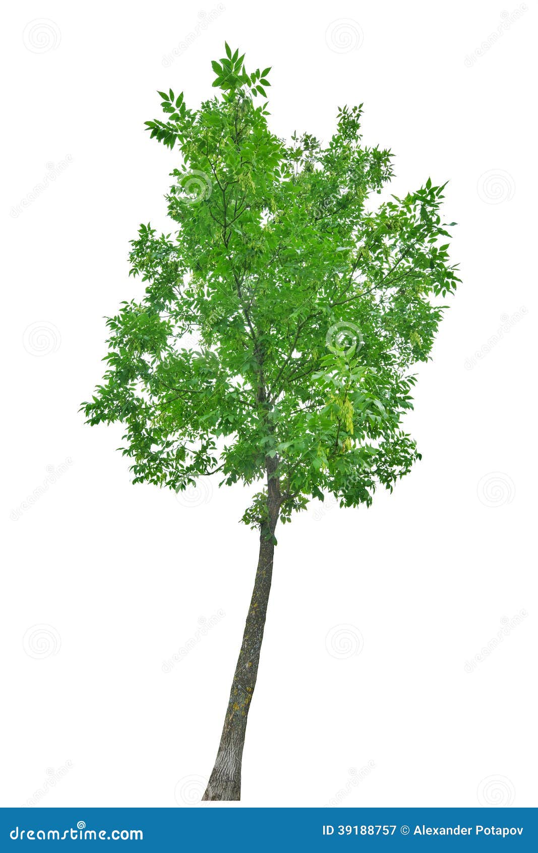 Bright Green Tree Isolated on White Stock Image - Image of single ...