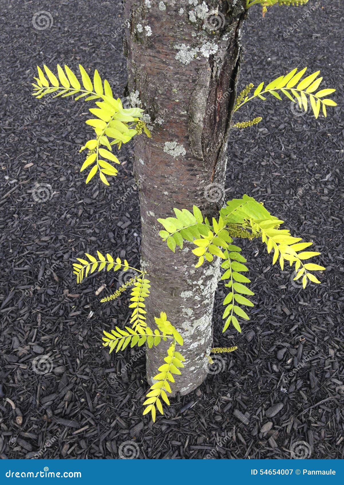 Bright green tree shoots stock image. Image of nature - 54654007