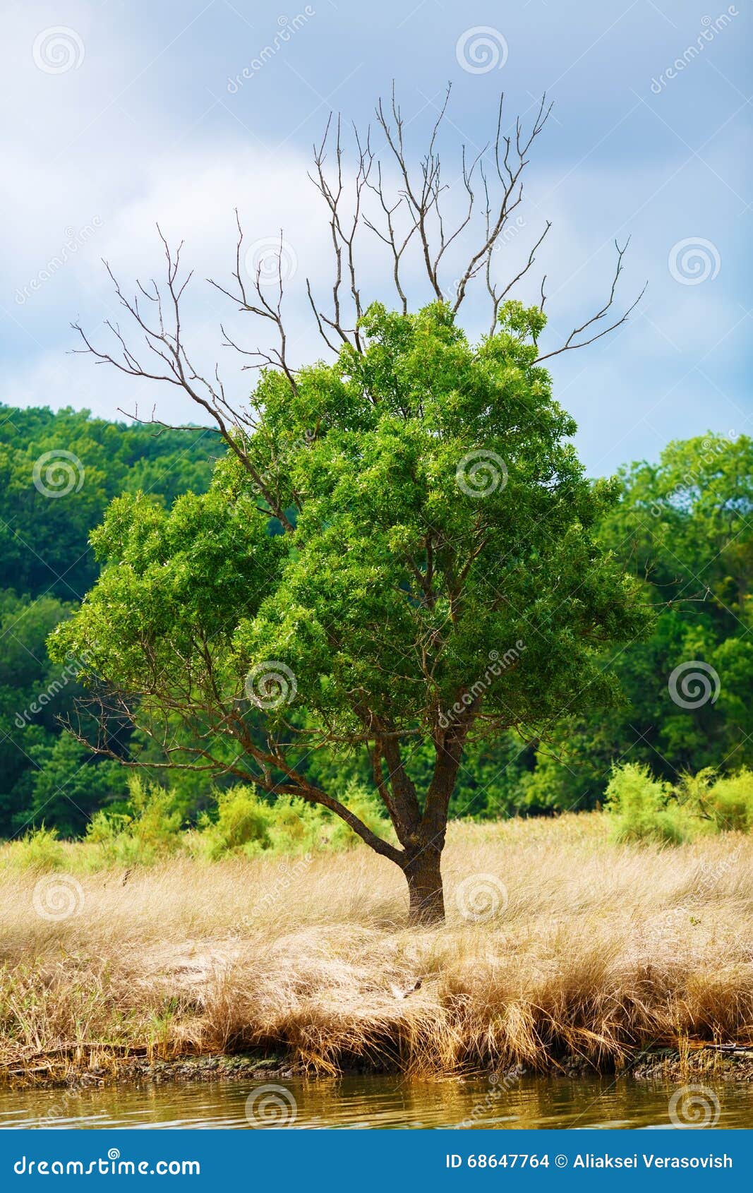 Bright green tree stock photo. Image of environmental - 68647764