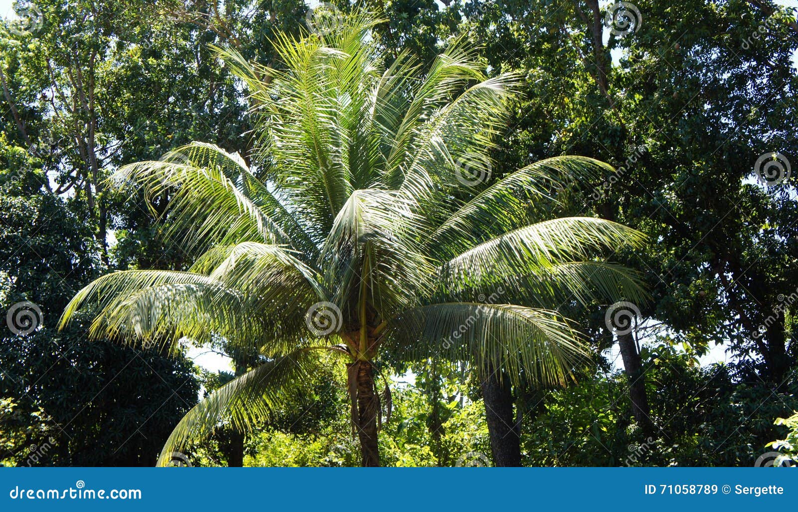Bright Green Tropical Rainforest . Palawan Island . Stock Image - Image ...